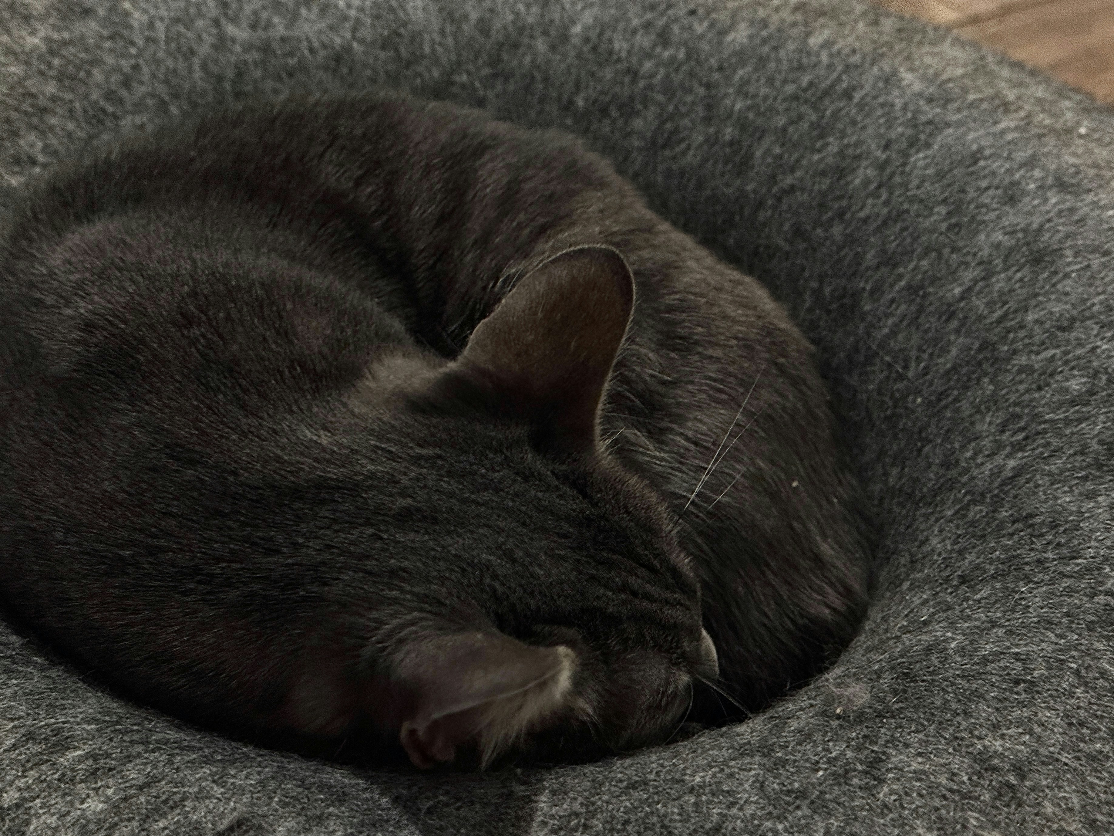 Cozy Slumber in a Plush Dark Fur Nook