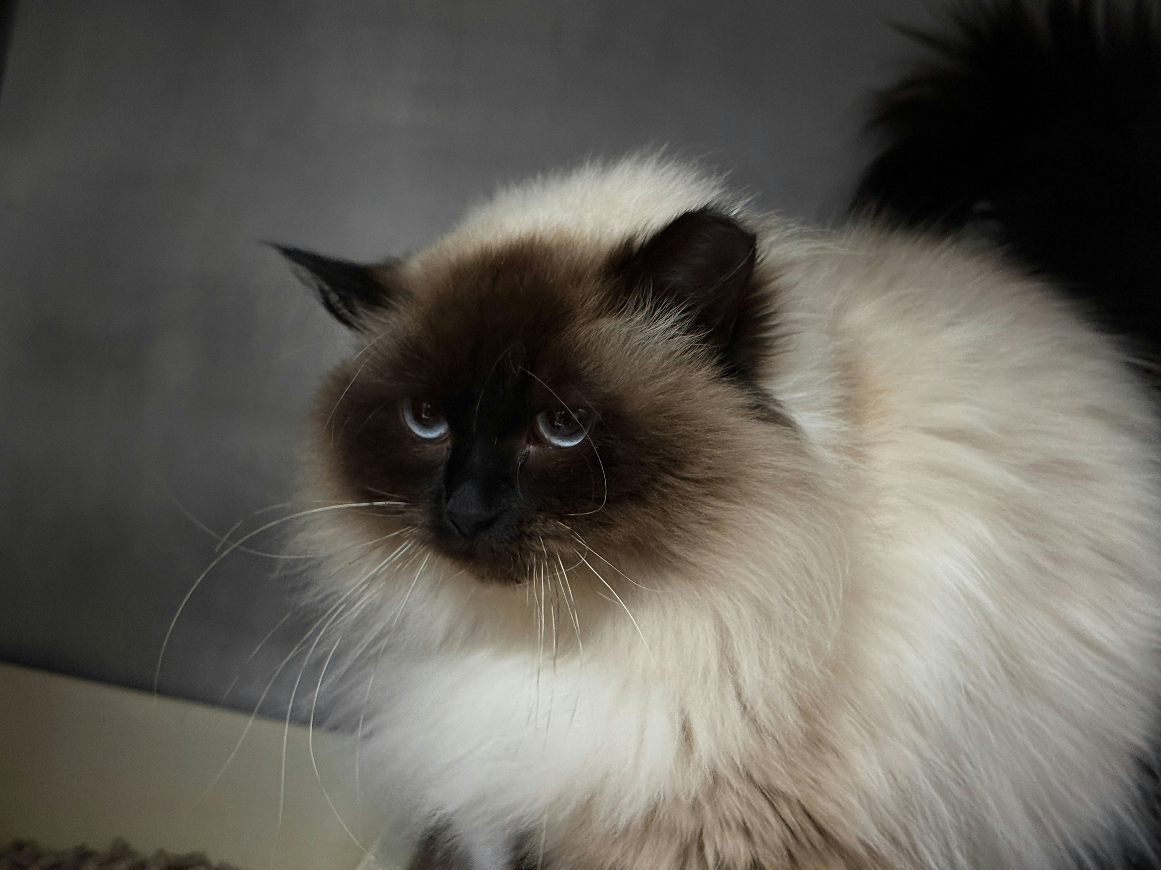Fluffy Siamese Sentinel: A Quiet Gaze by the Dark Mask