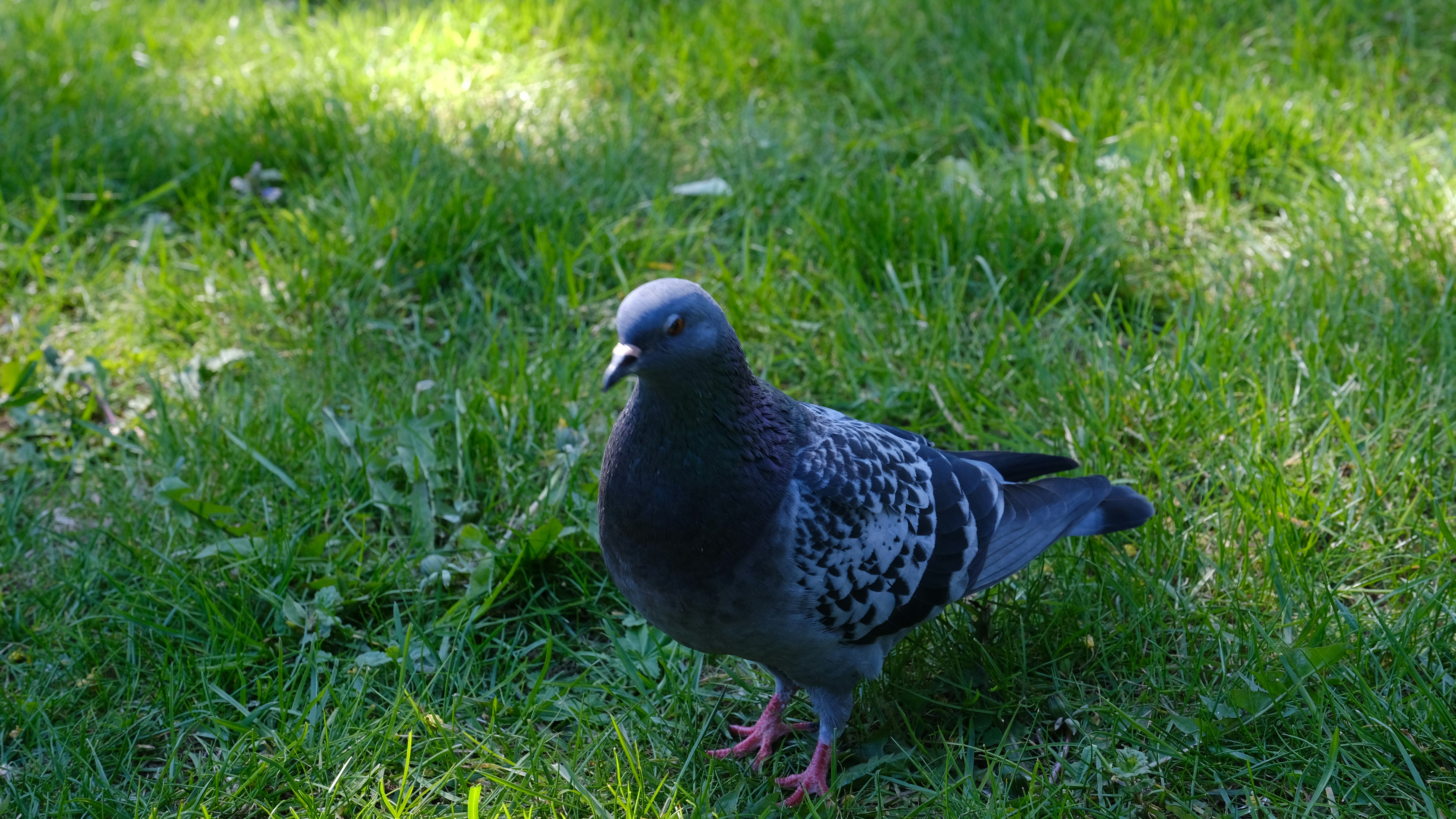 Midfield Pigeon in Dappled Park Light