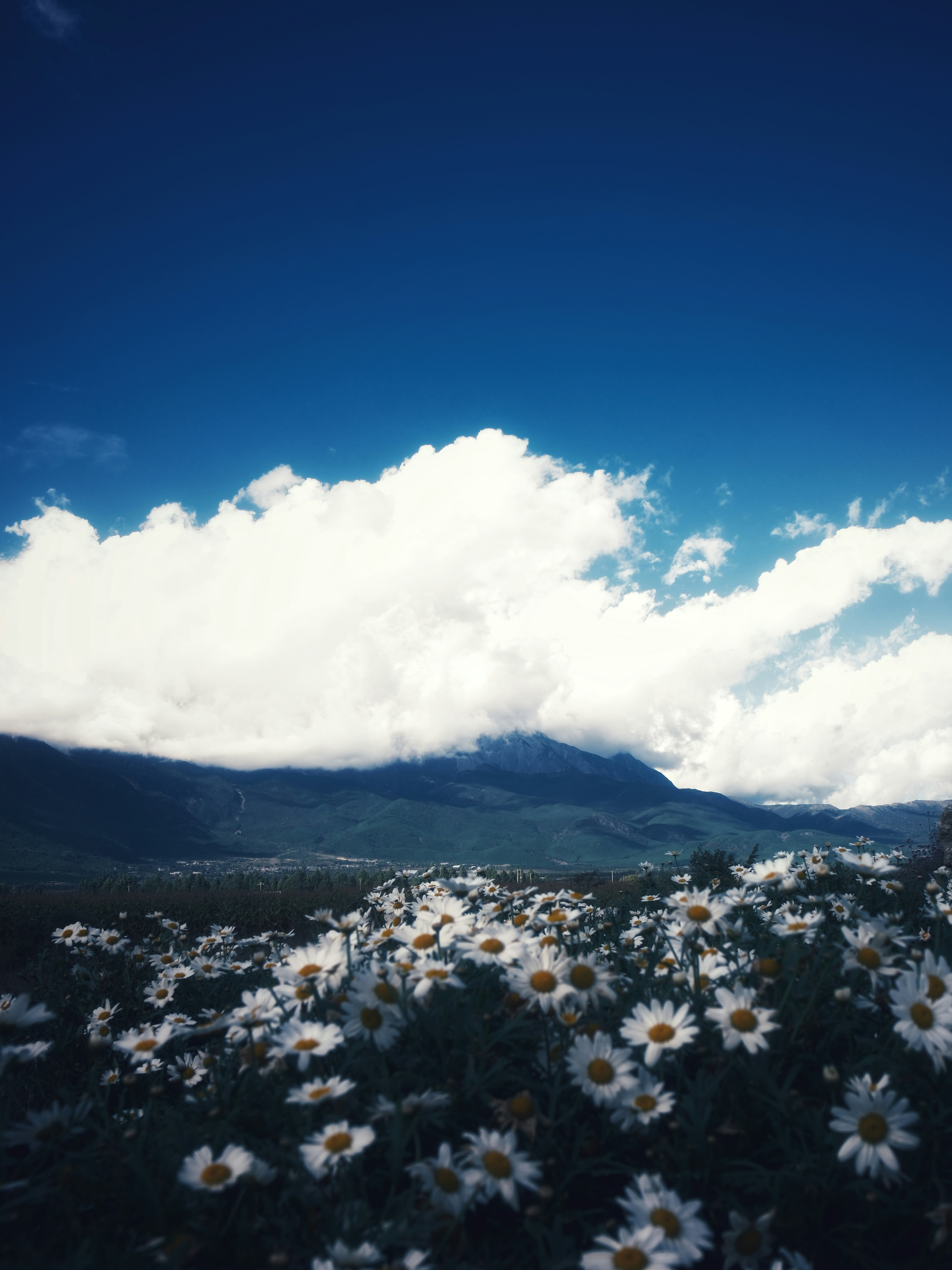 Daisy Field Under a Clear Blue Tapestry
