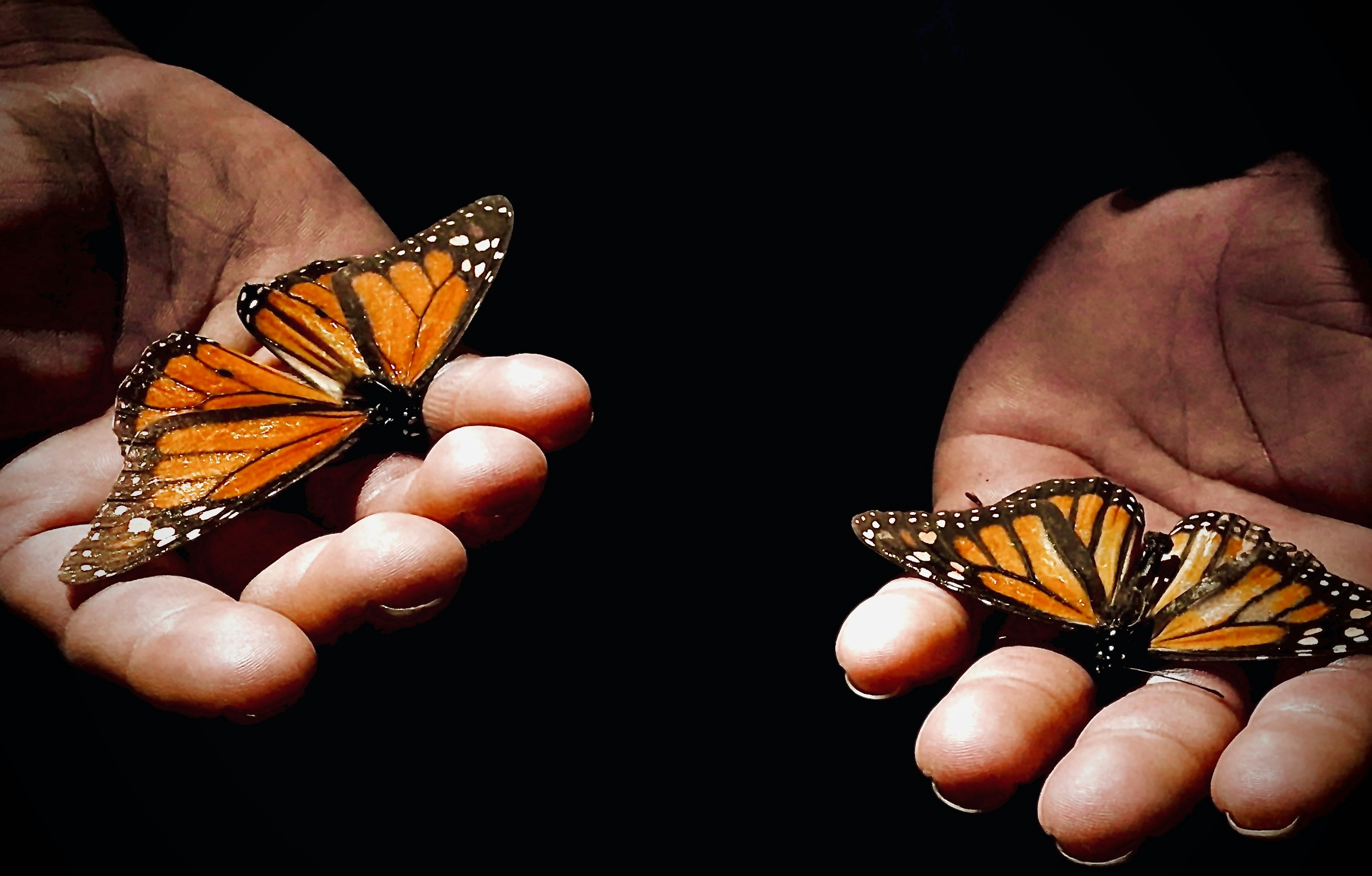 Two Monarchs, One Quiet Moment: Hands Cradling Fragile Flight