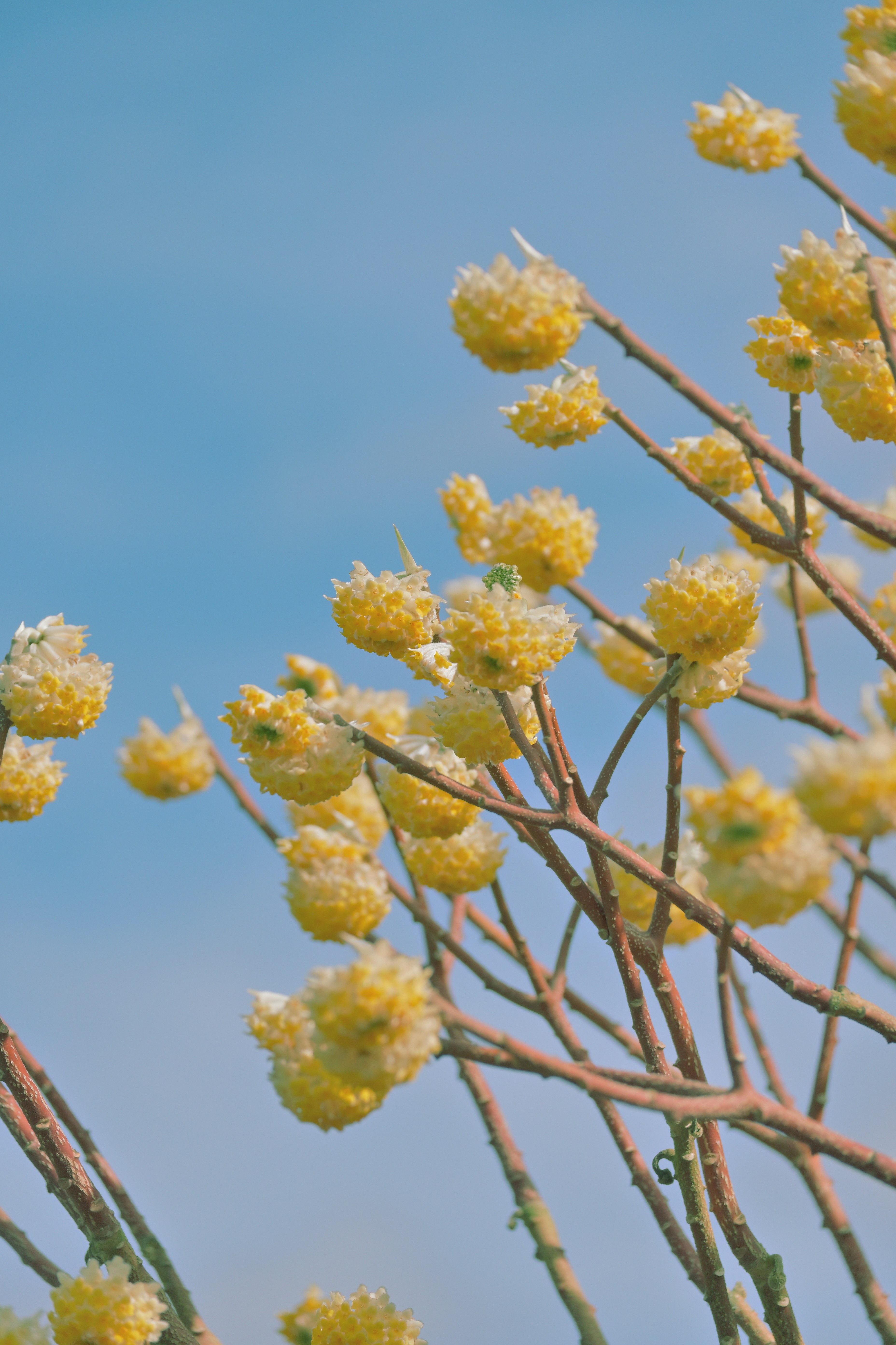 Sunlit Yellow Blooms Against a Sky of Blue