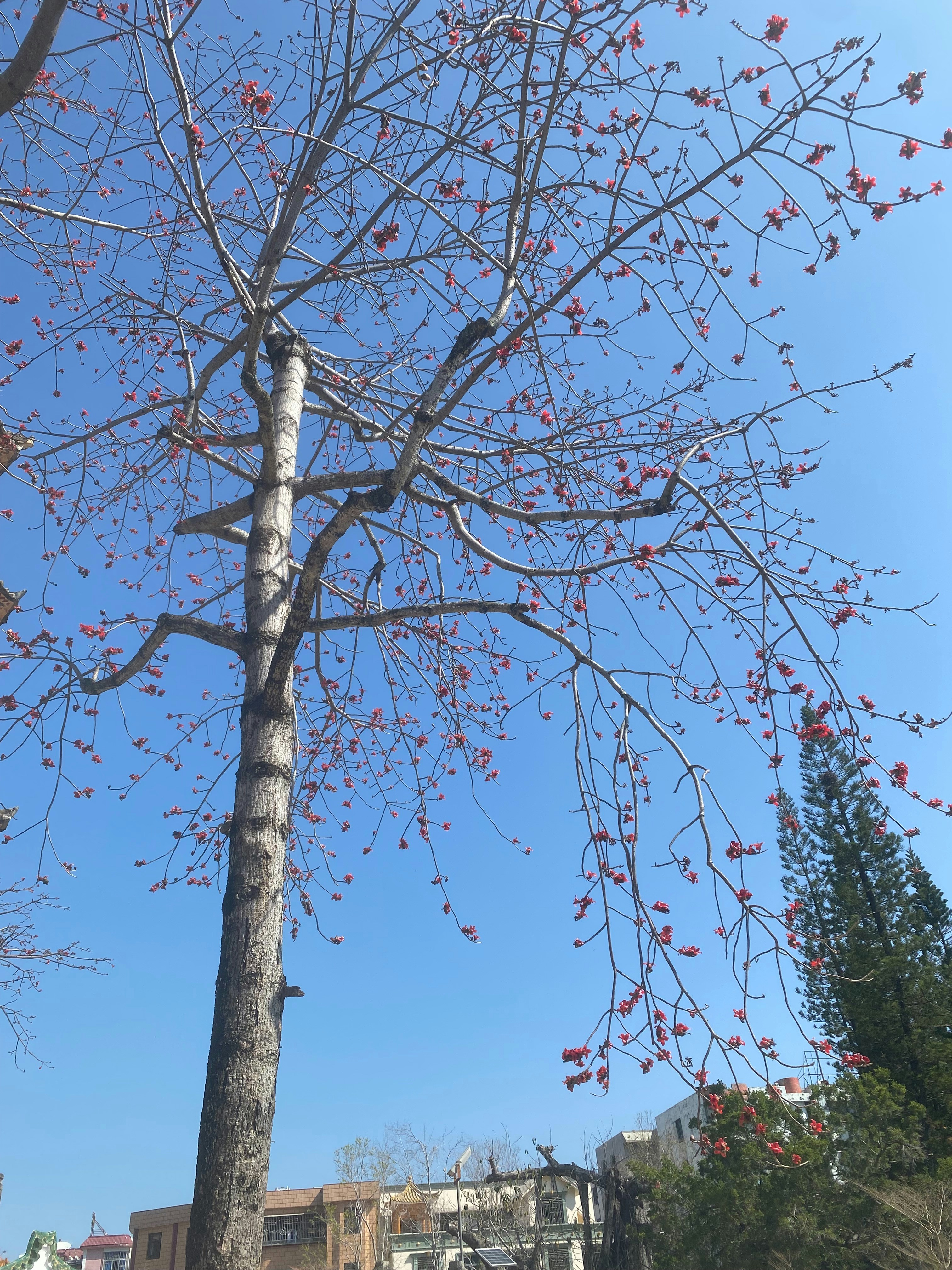 Bare Branches Reaching Toward a Clear Sky