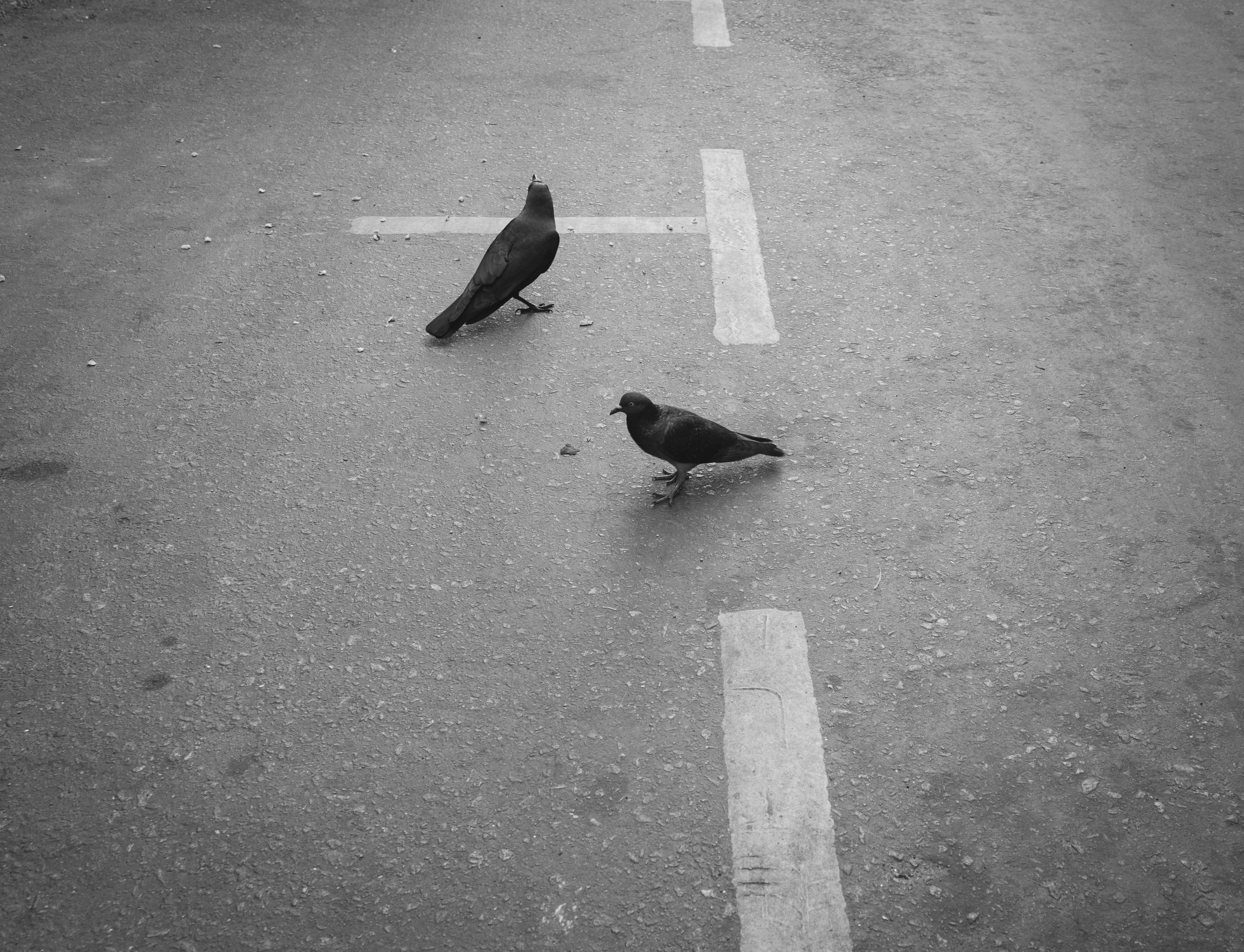 Two Pigeons Pause on a Quiet Parking Lot Path
