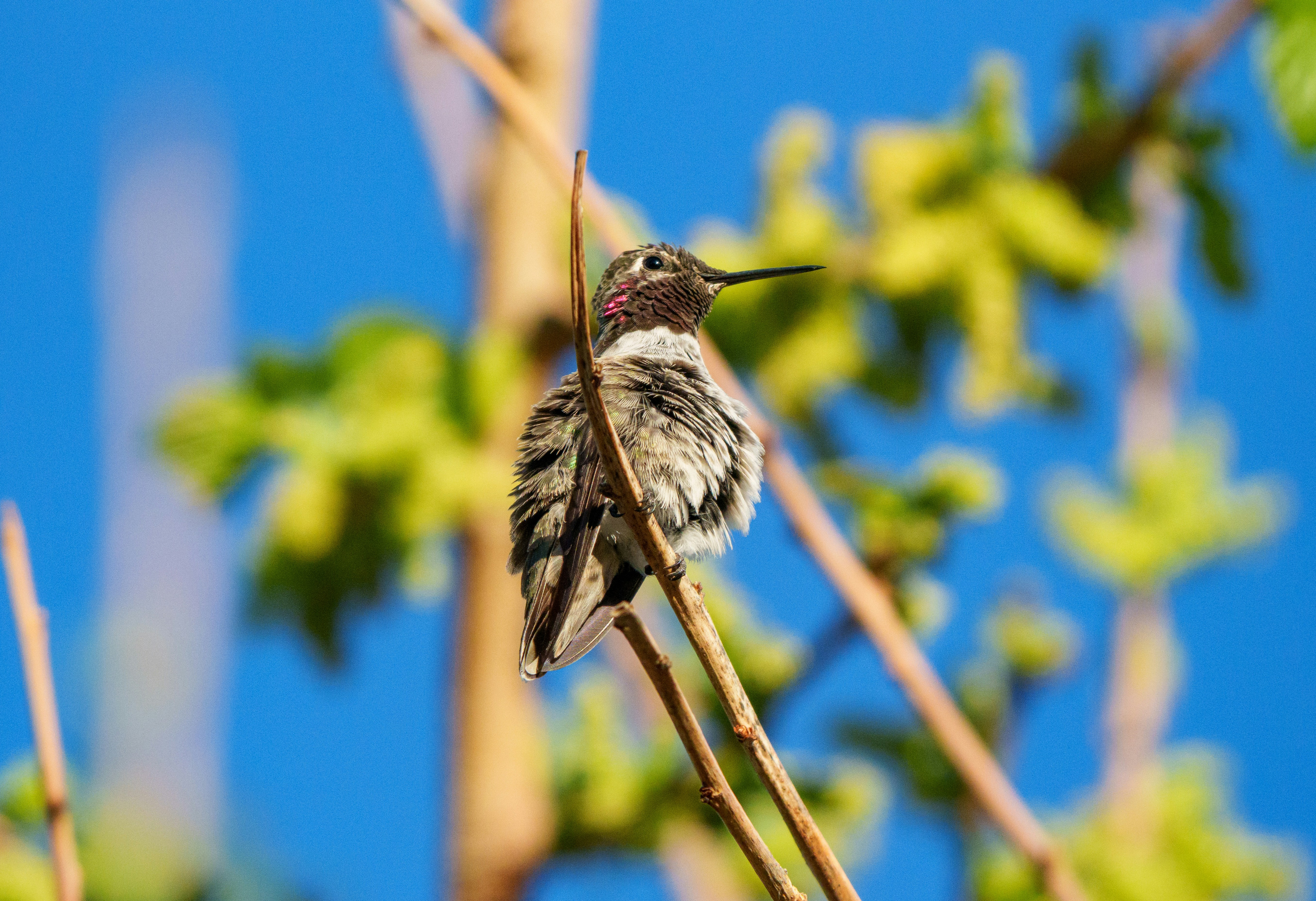 Hummingbird on a Thread of Light