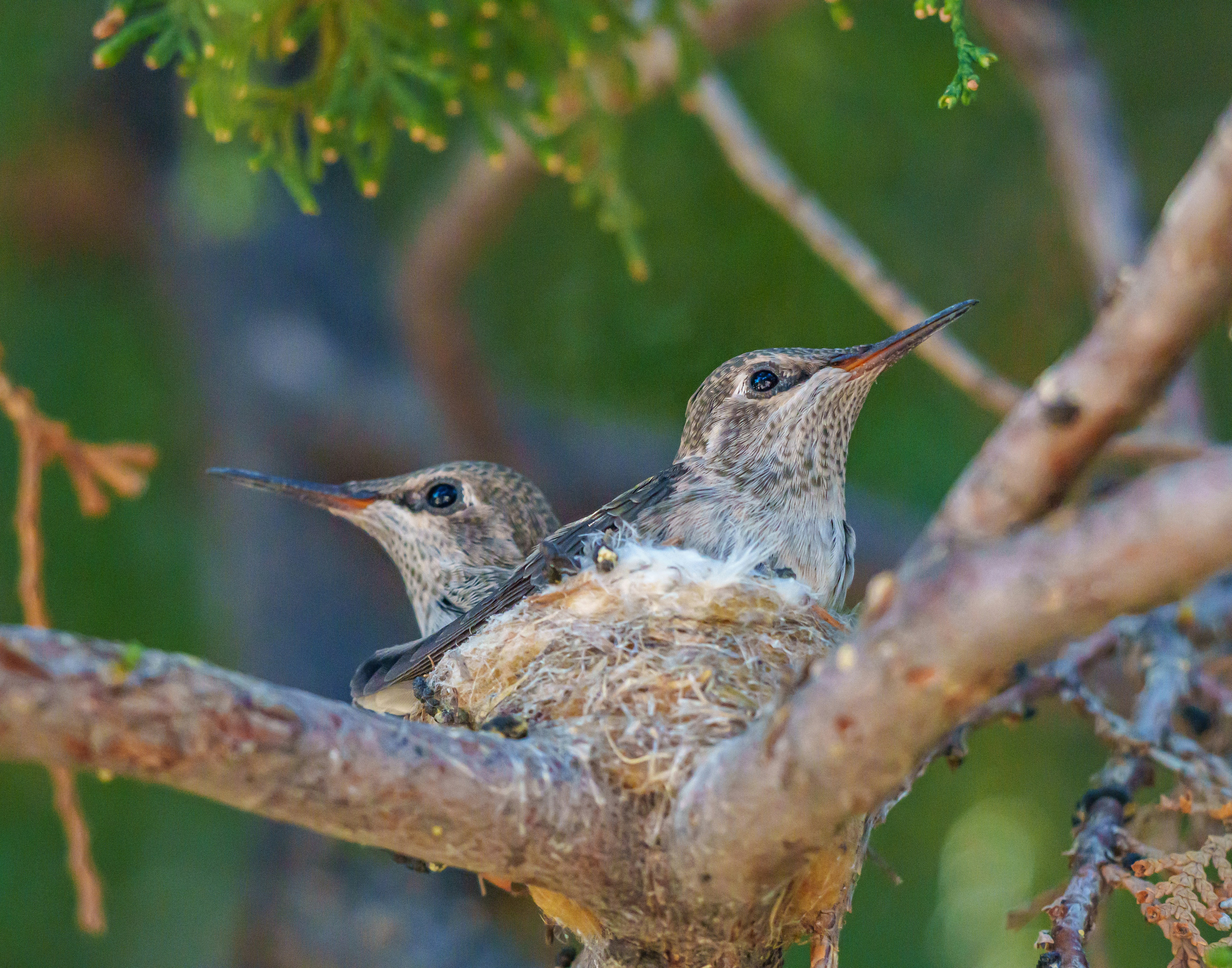 Twin Warblers Amid Branches: A Close-Up of Curious Beaks