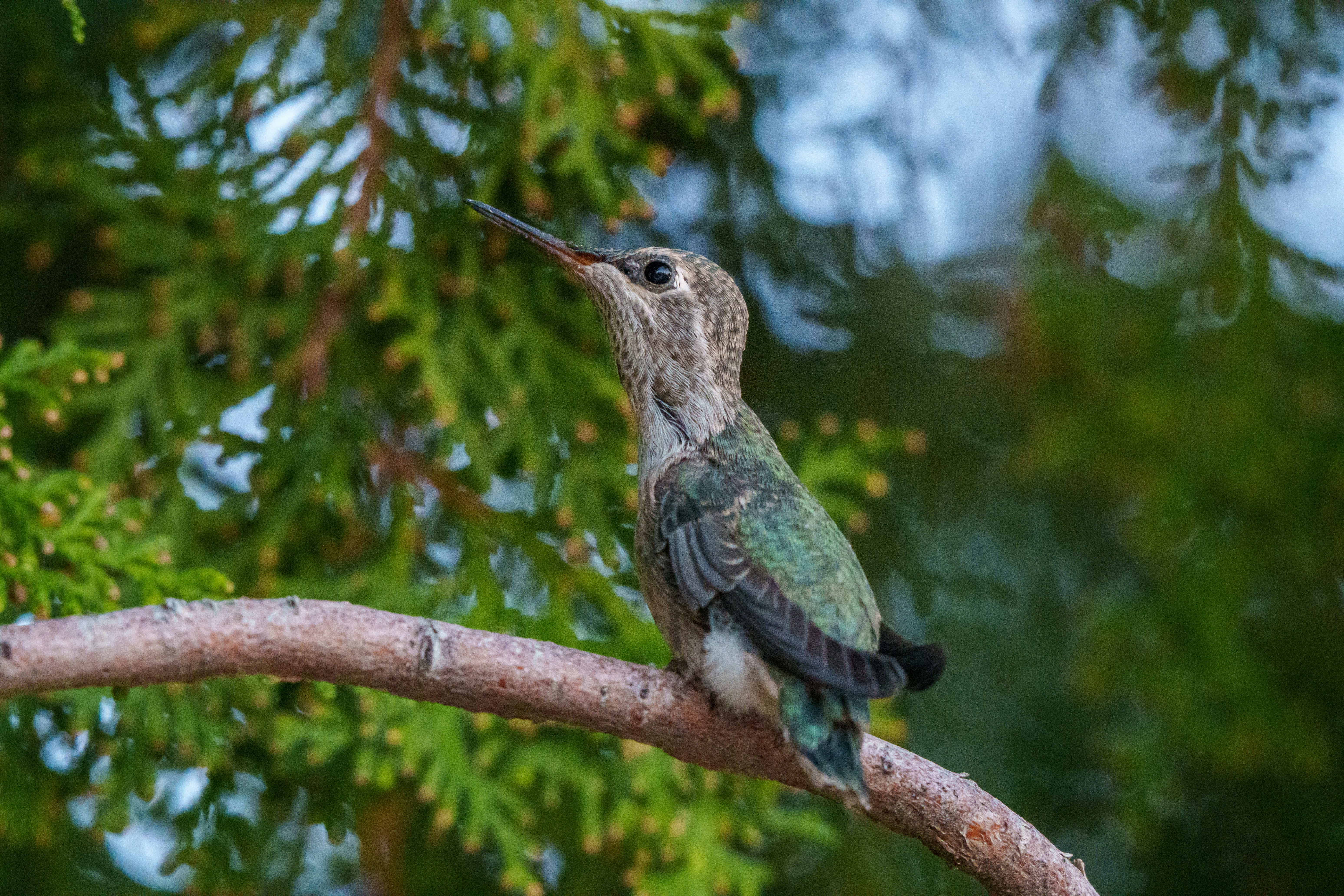 Perched Green-Backed Hummingbird set against a lush canopy
