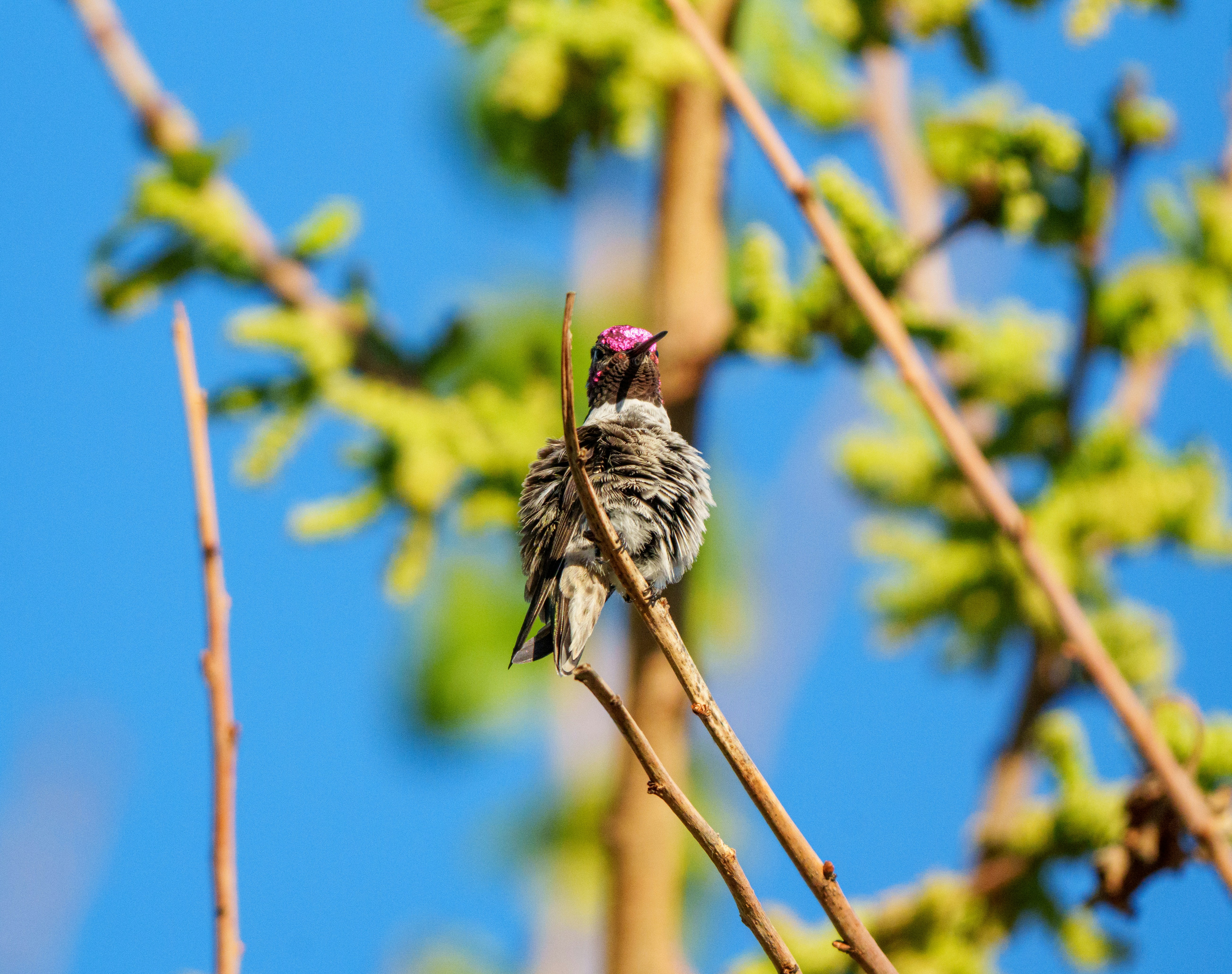 Hummingbird in a Crisp Blue Sky Garden