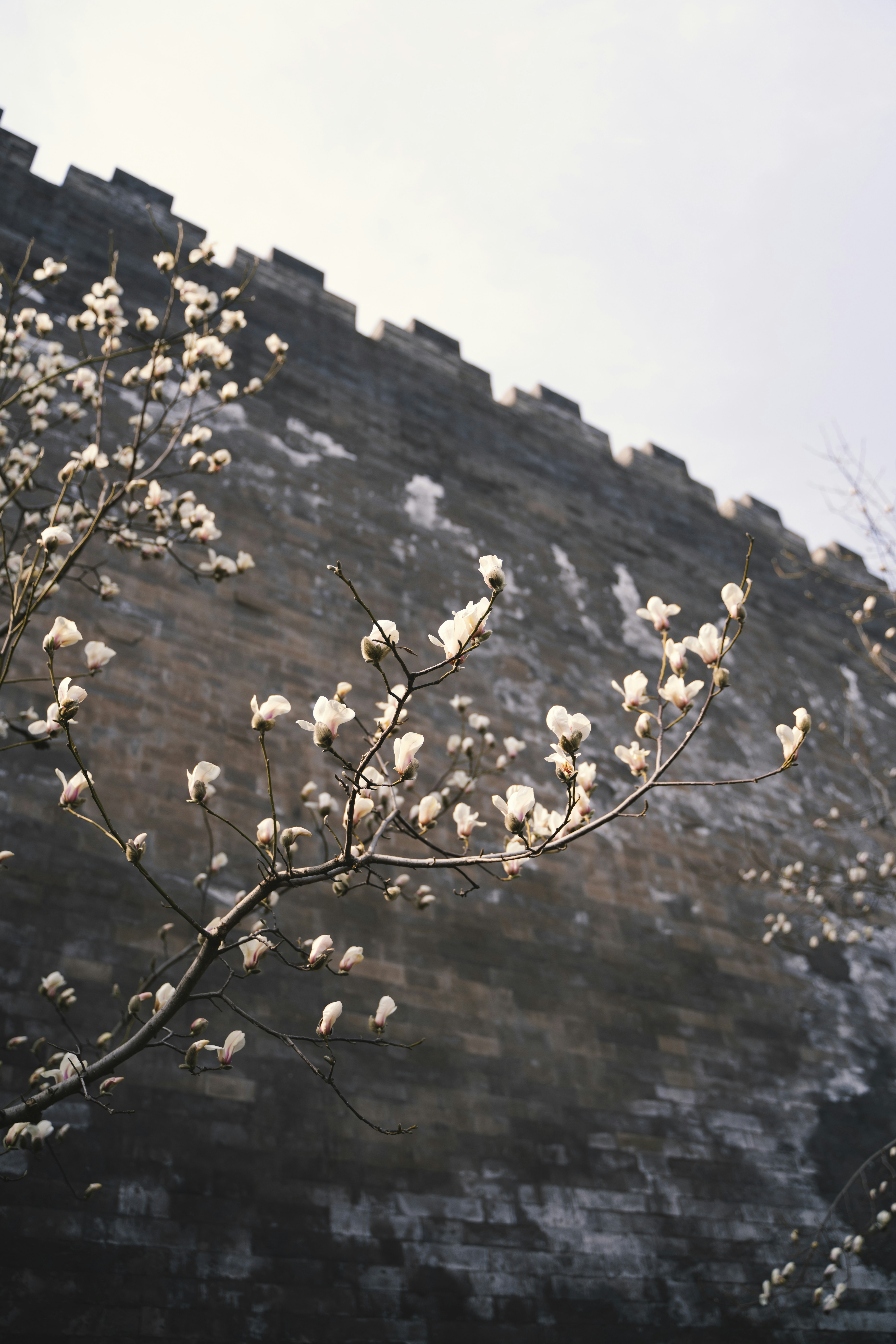 Blossoms against ancient stone: a quiet spring by the fortress wall
