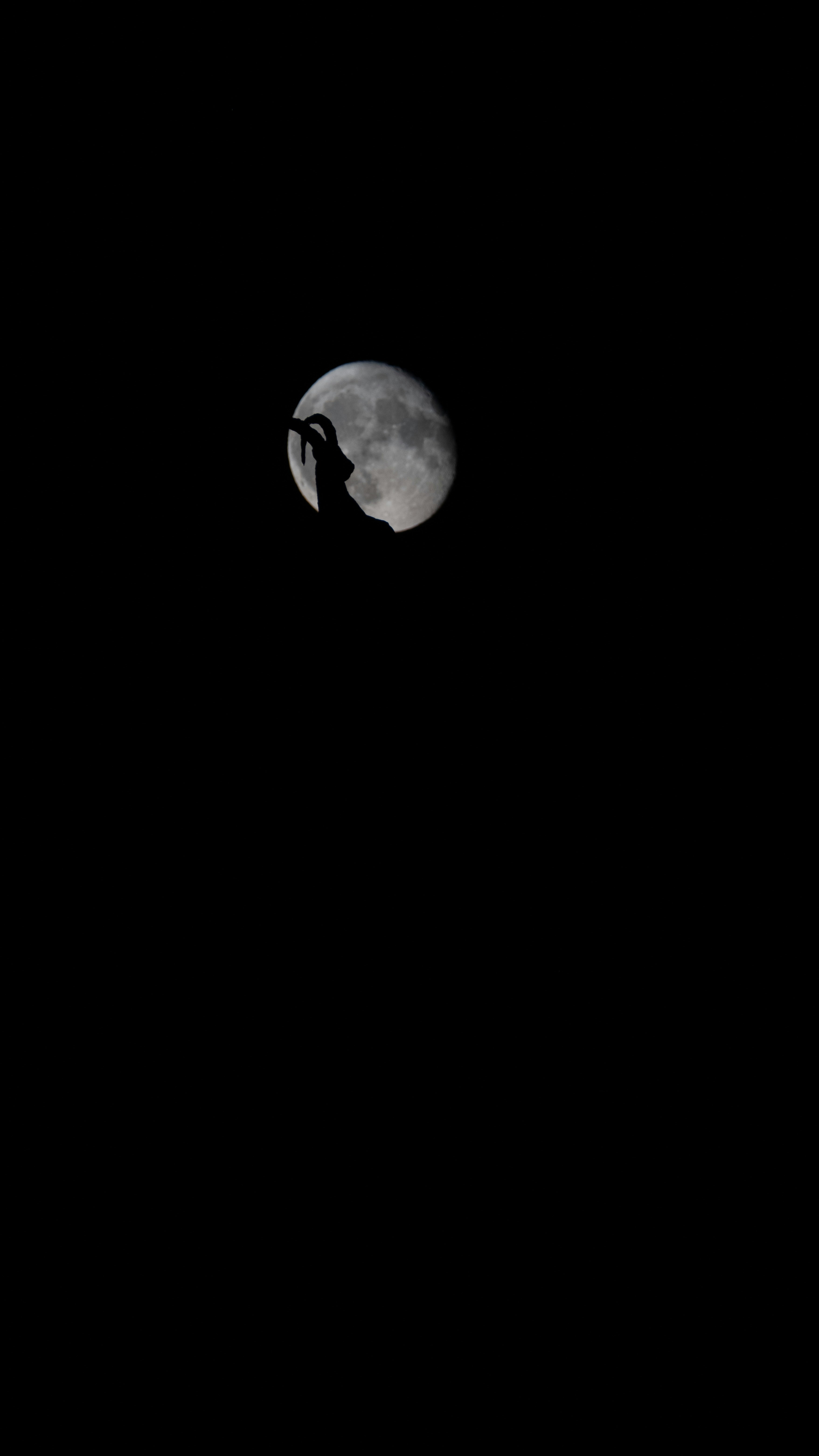 Silhouette of a goat against the full moon. photo – Free Animal Image ...
