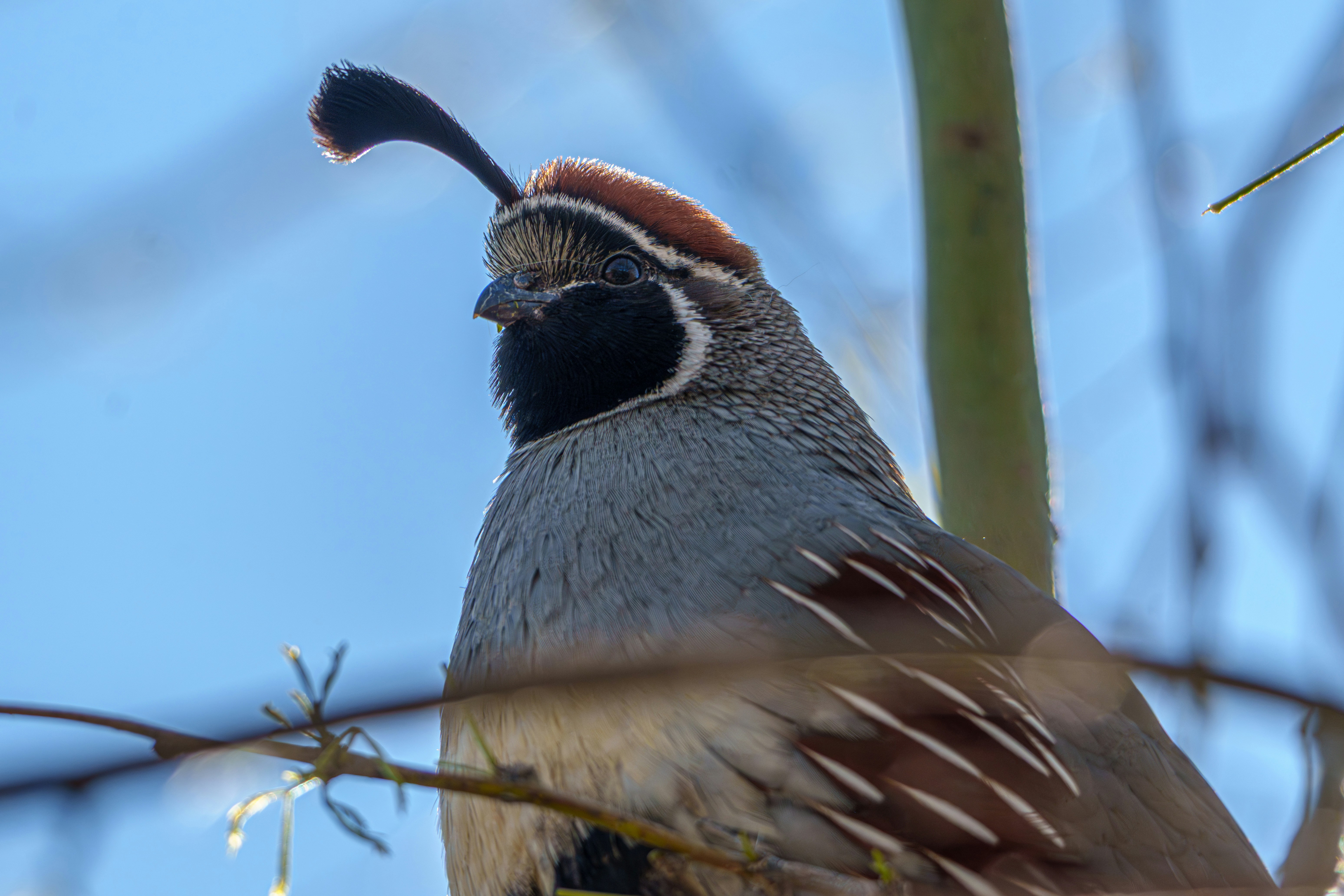 Masked Quail Throne: Close-up of a Guanaco-like Crest in Sunlit Branches