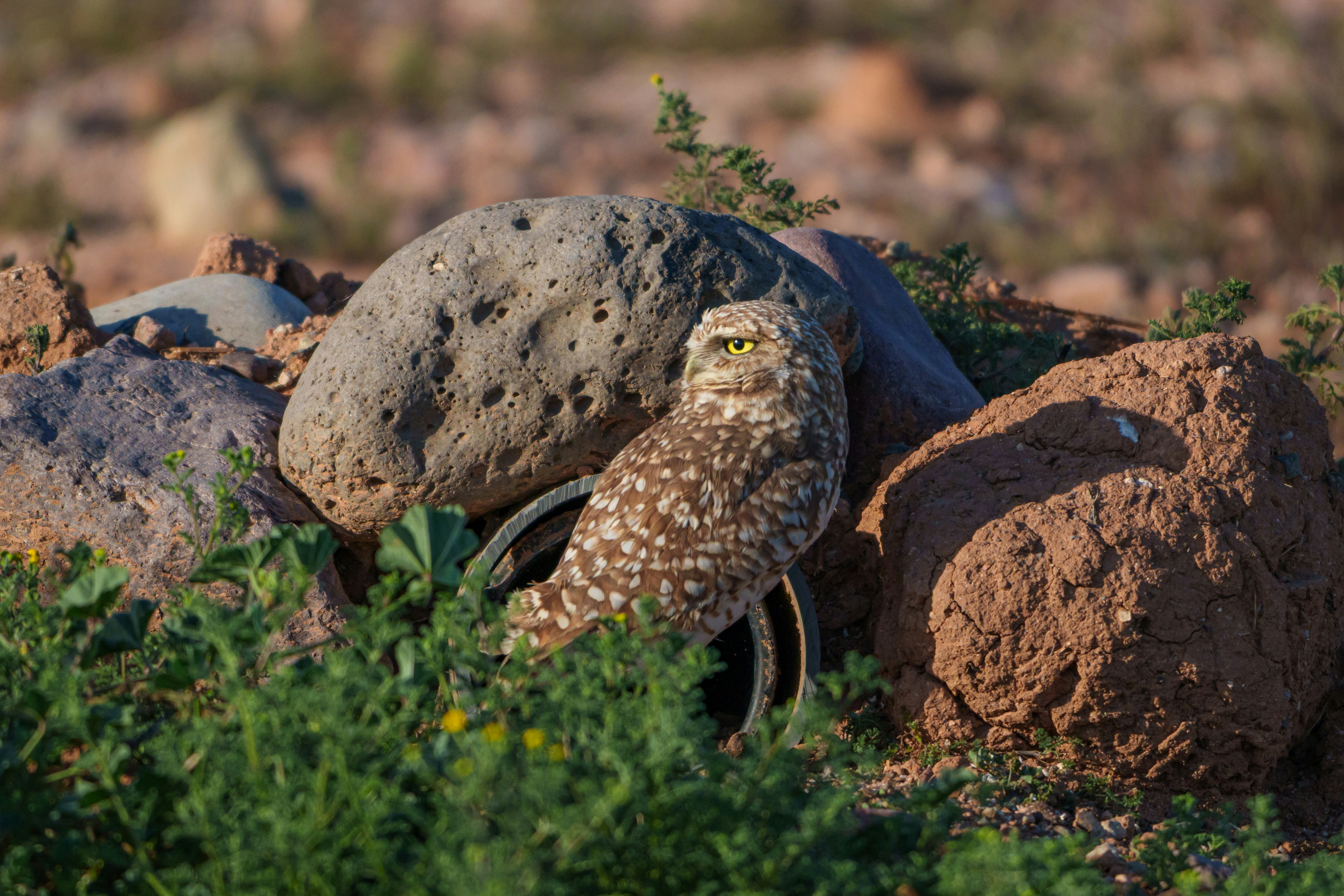 Desert Owl Emerges from the Stones