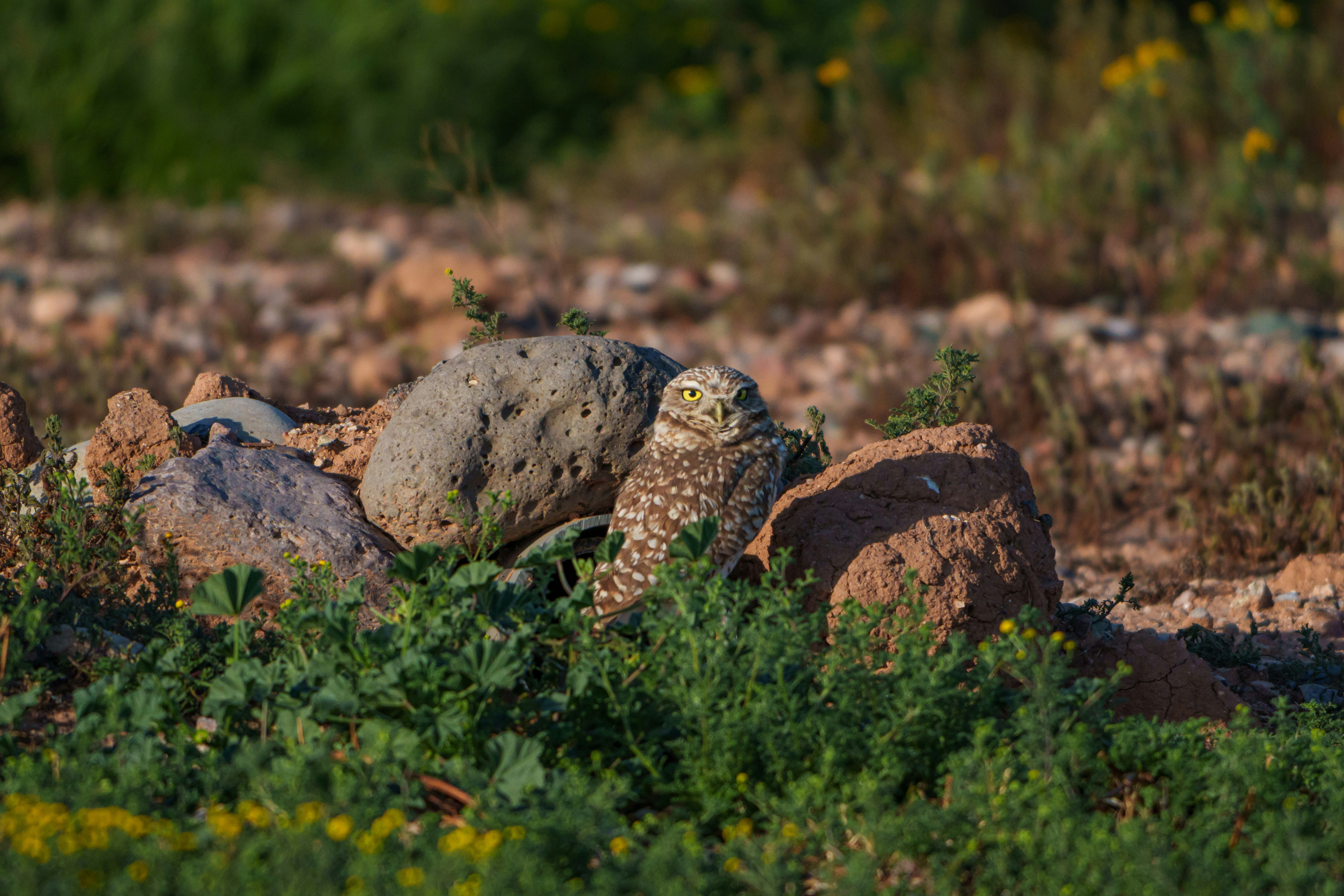 Hidden Watcher Among Stones: A Burrowing Owl in Desert Greens