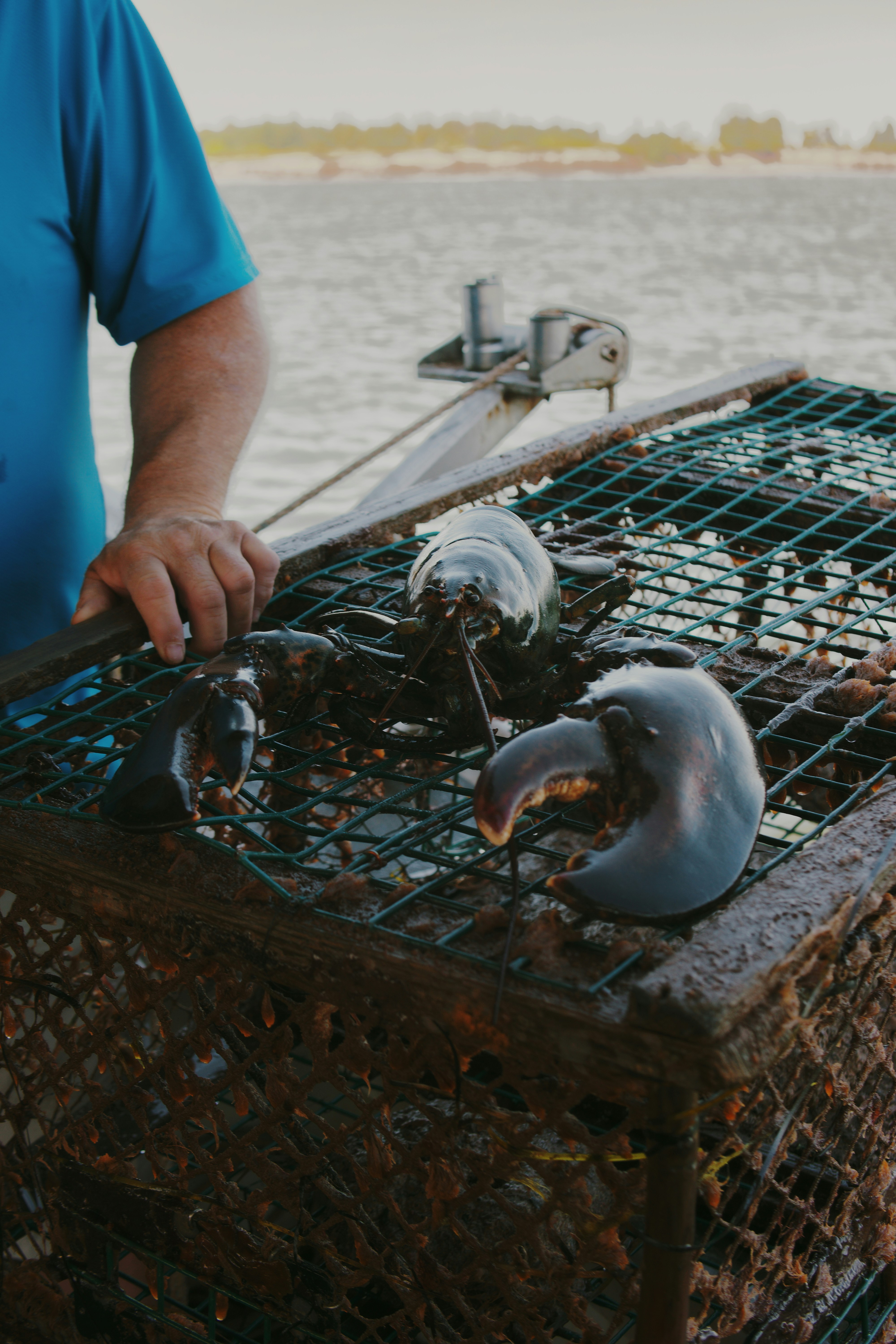 Crab Catch on a Rusted Crate: A Fisherman's Haul by the Docks