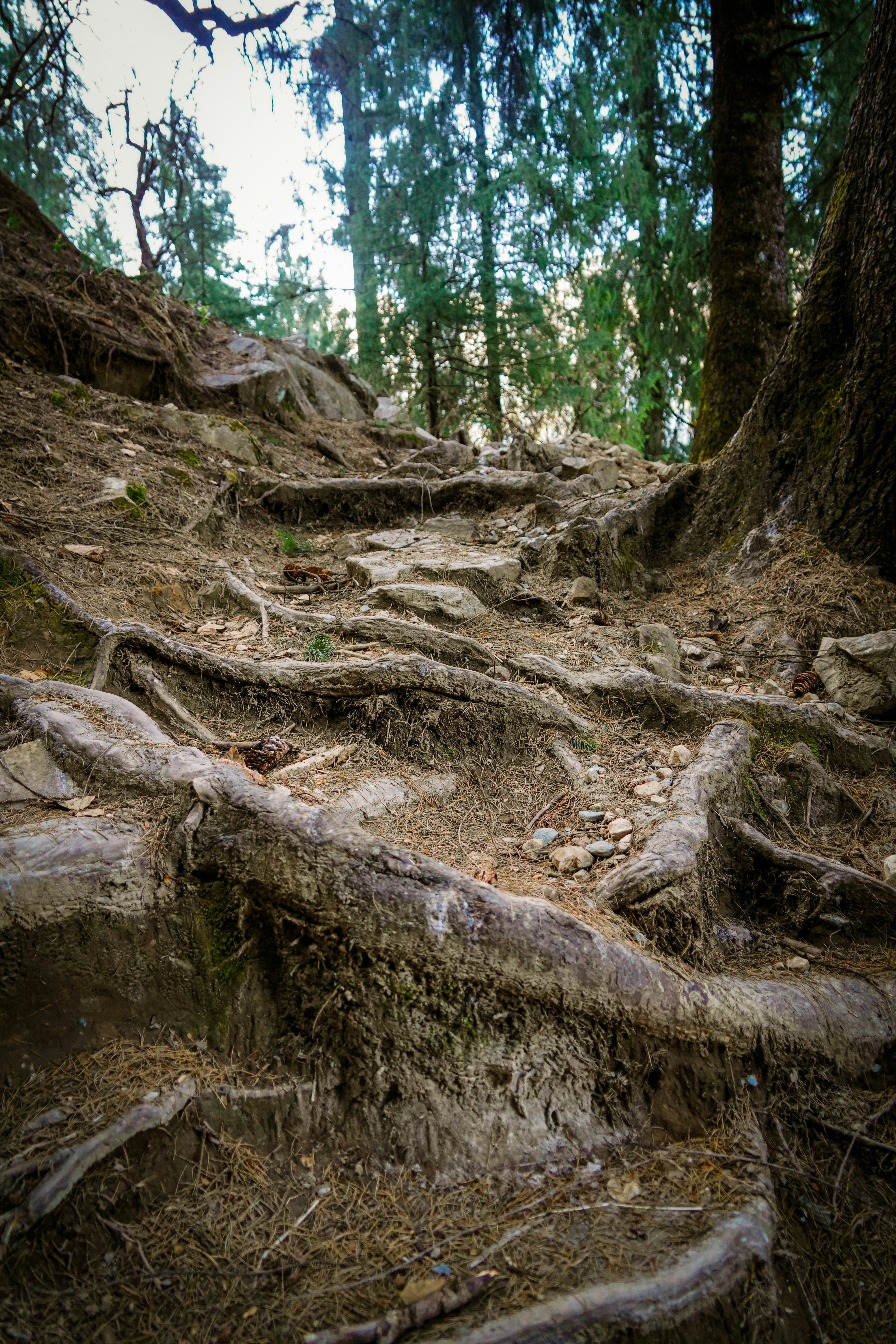 Root-strewn Ascent Through Ancient Pines