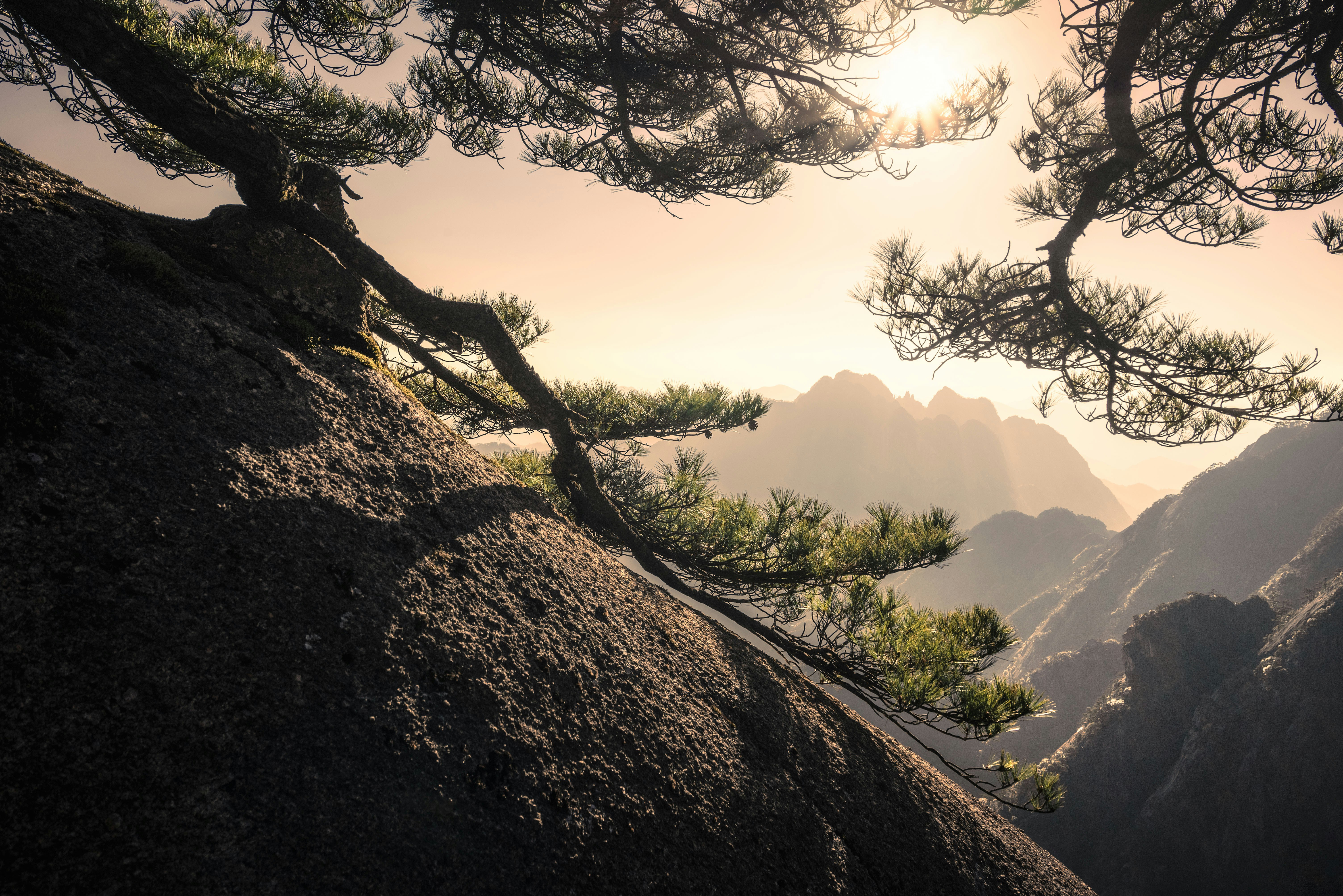 Sunlit Summit: Pine Shards on a Rocky Slope