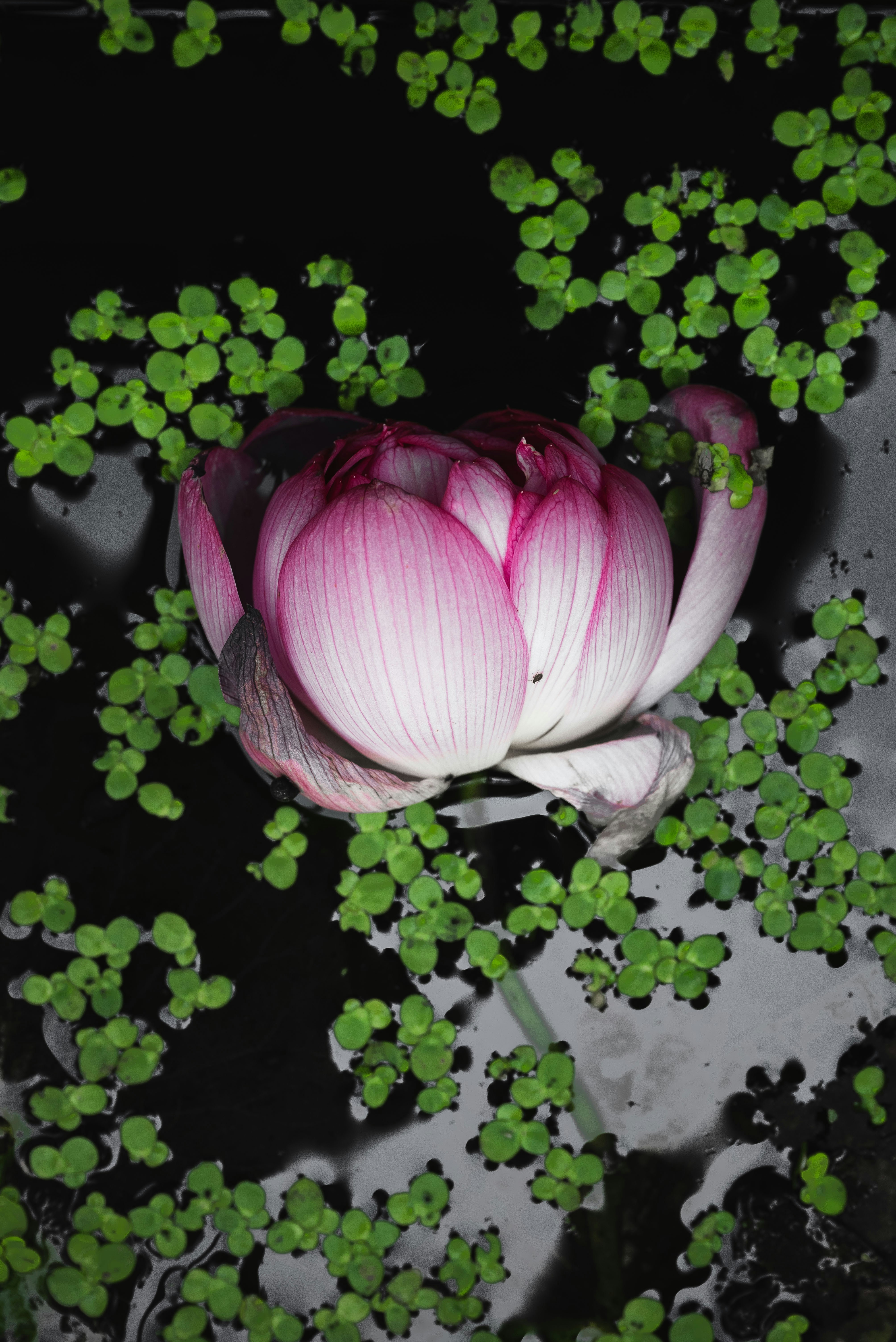 Pink Waterlily Bloom Breaking Through a Sea of Greens