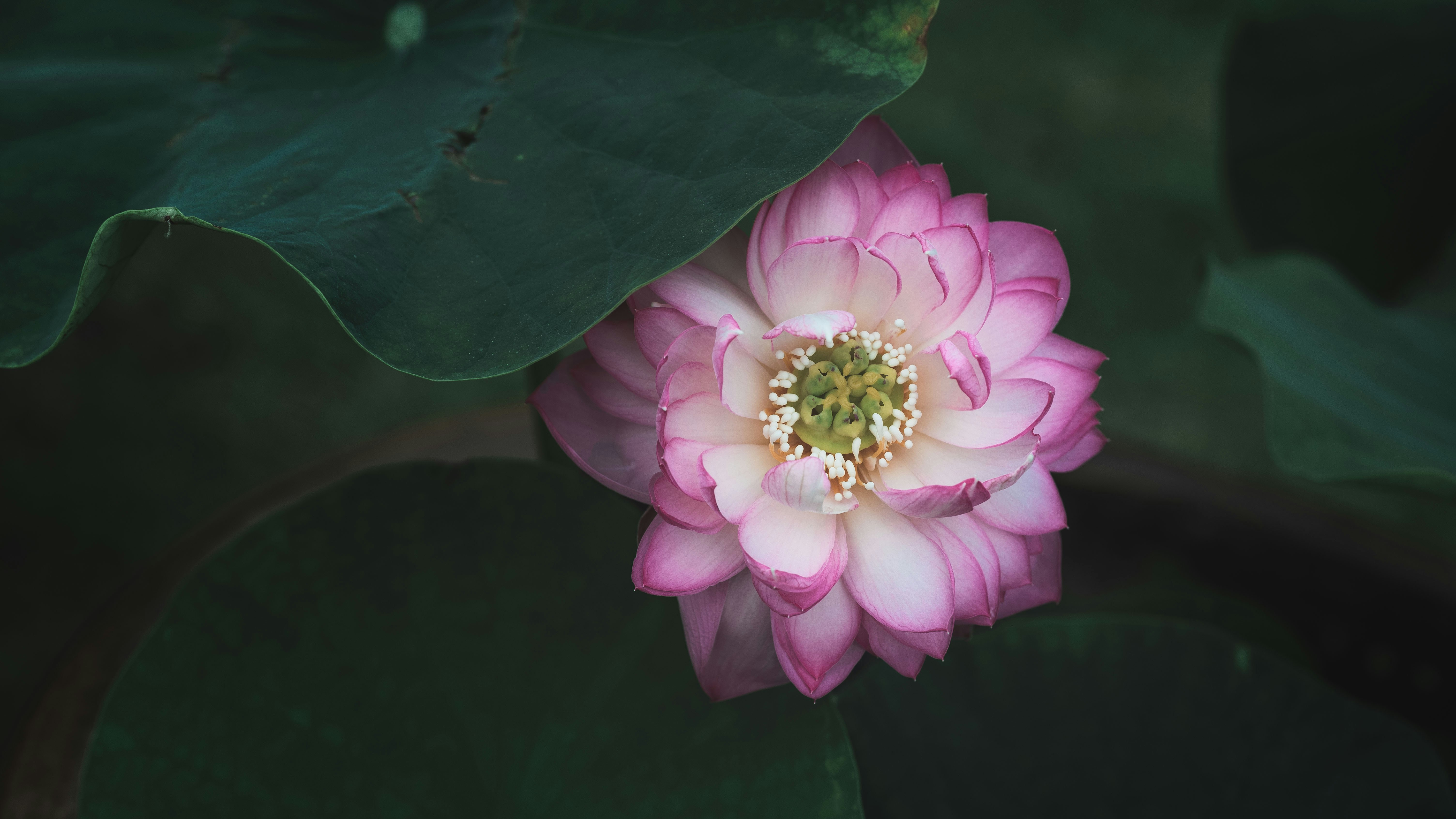 Pink Lotus Bloom in Quiet Lagoon