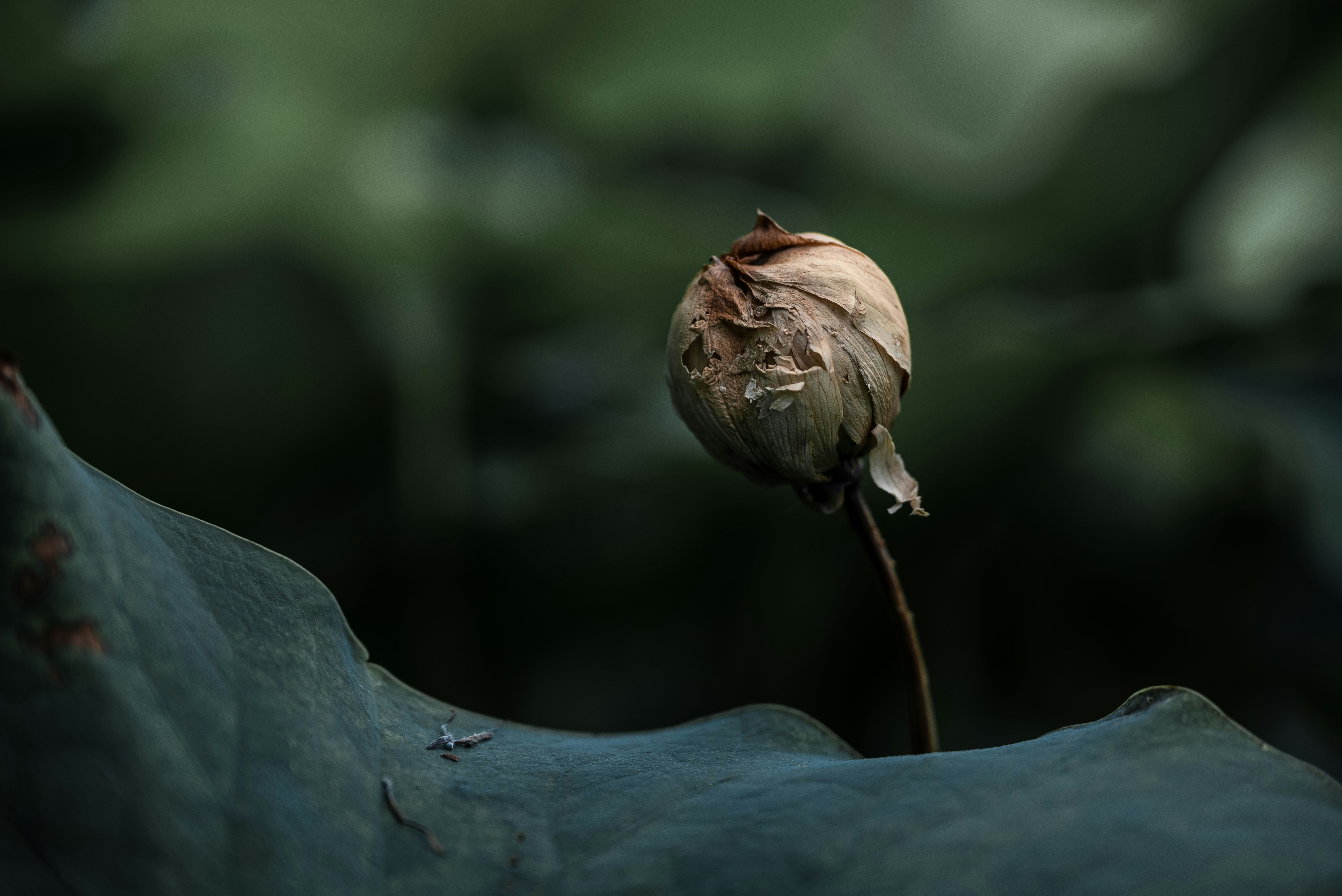 Withered Bloom Reaching Toward Quiet Light