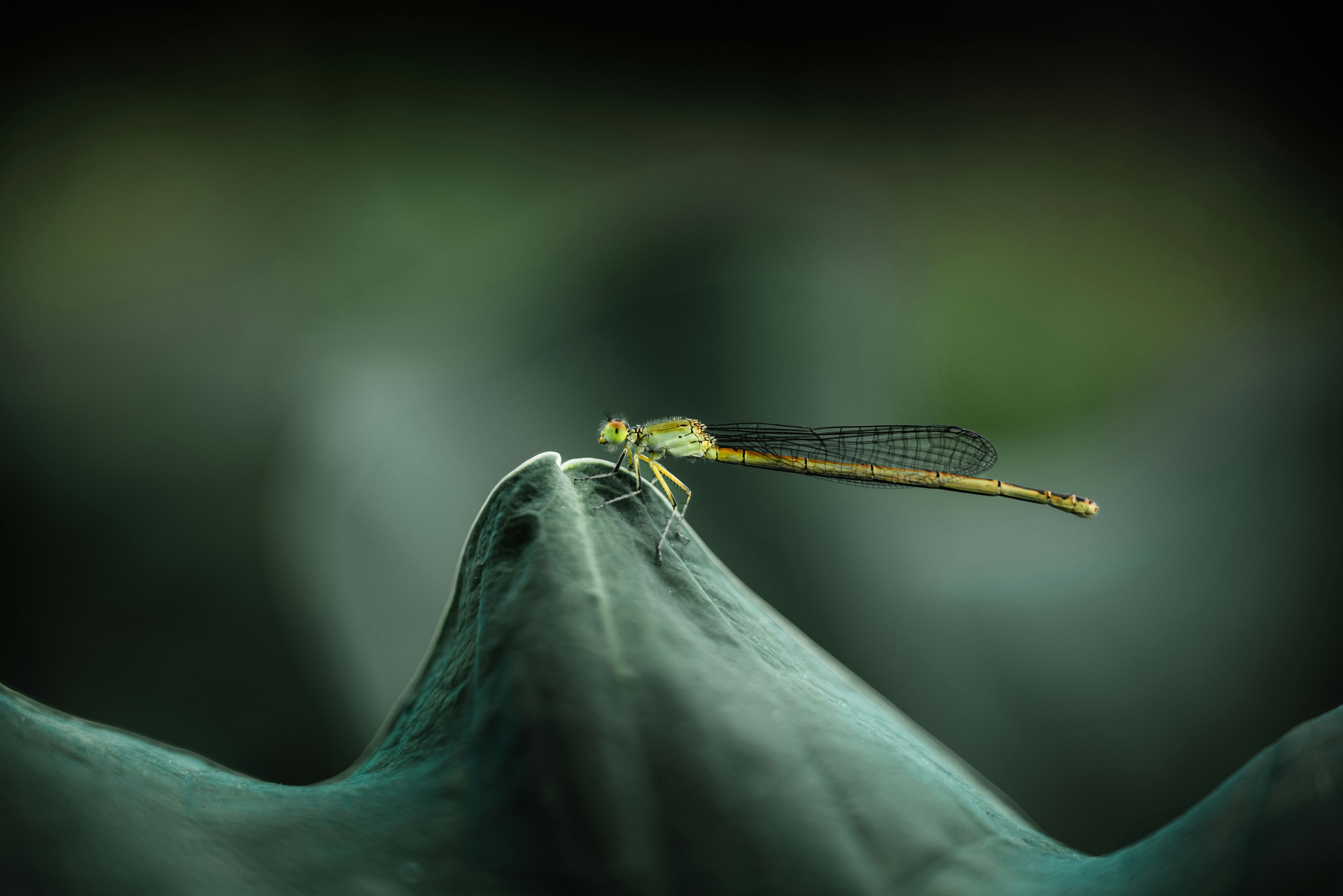 Dragonfly on a Curved Leaf: A Quiet Halt Between Light and Shadow