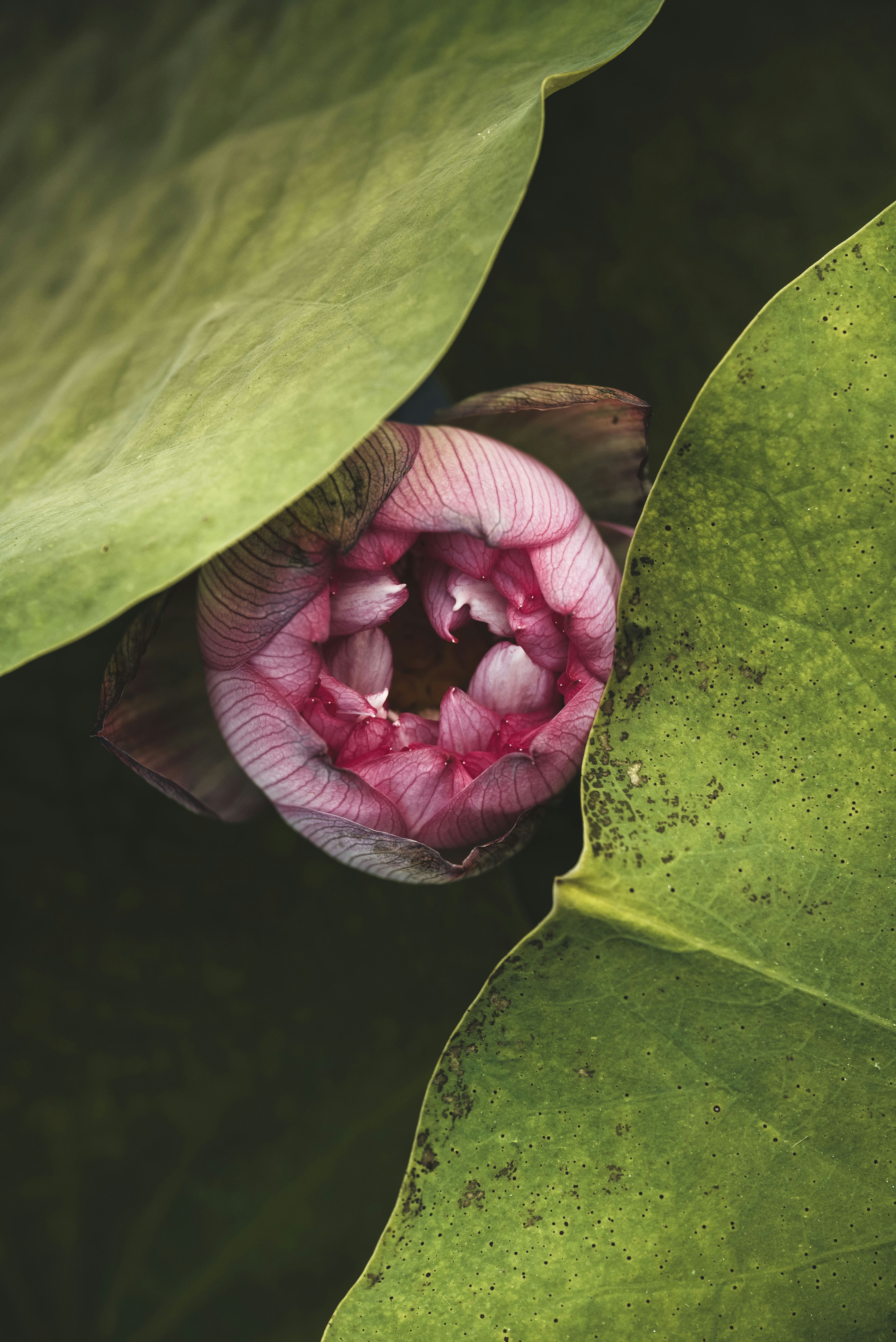 Hidden Bloom: Pink Lotus Nook Peeking Between Green Canopies