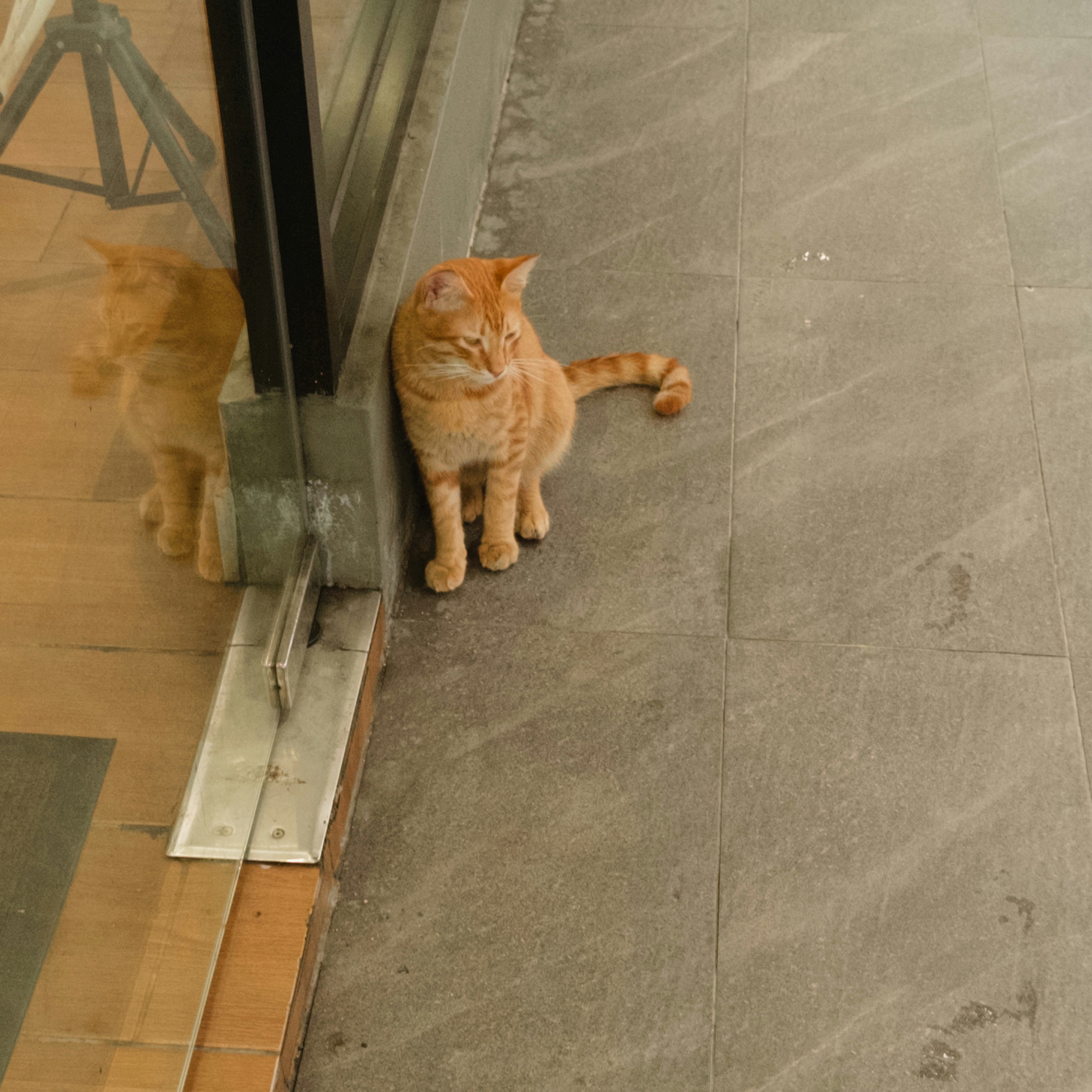 Silent Gatekeeper: An Orange Cat in Quiet Street Light