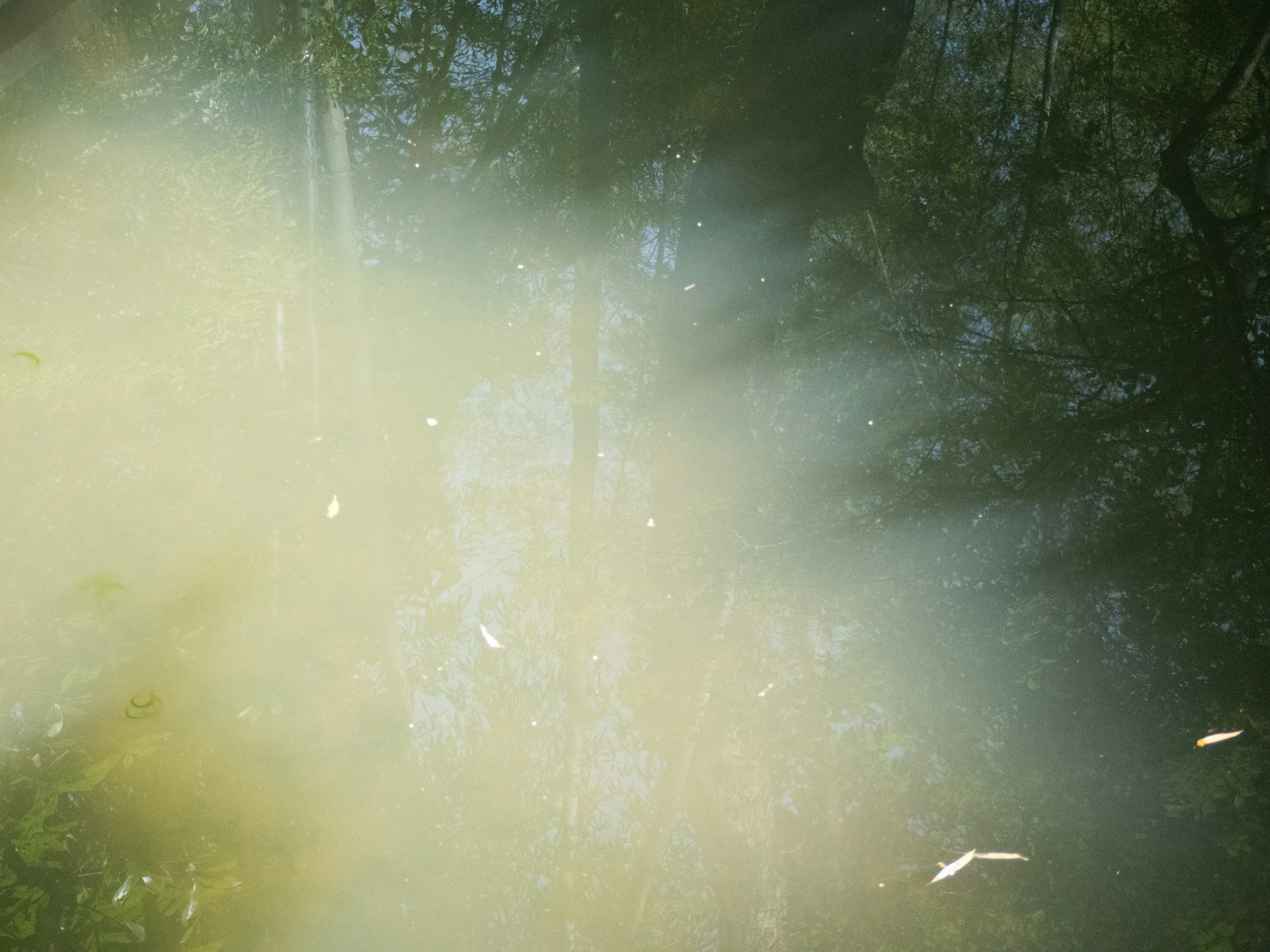 Wisp of Dawn Beyond the Forest — A Diffused Glade