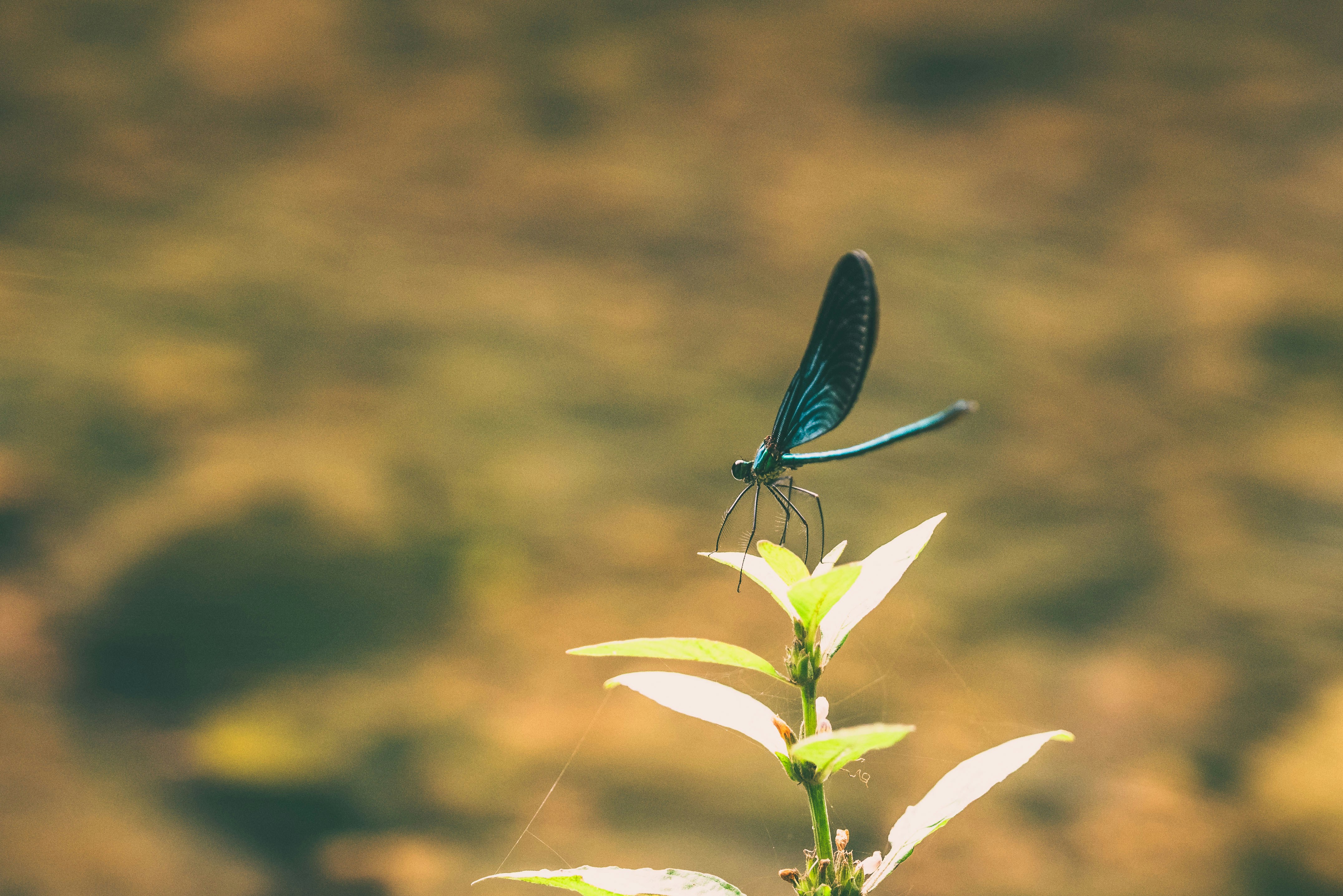 Delicate wings at the golden verge
