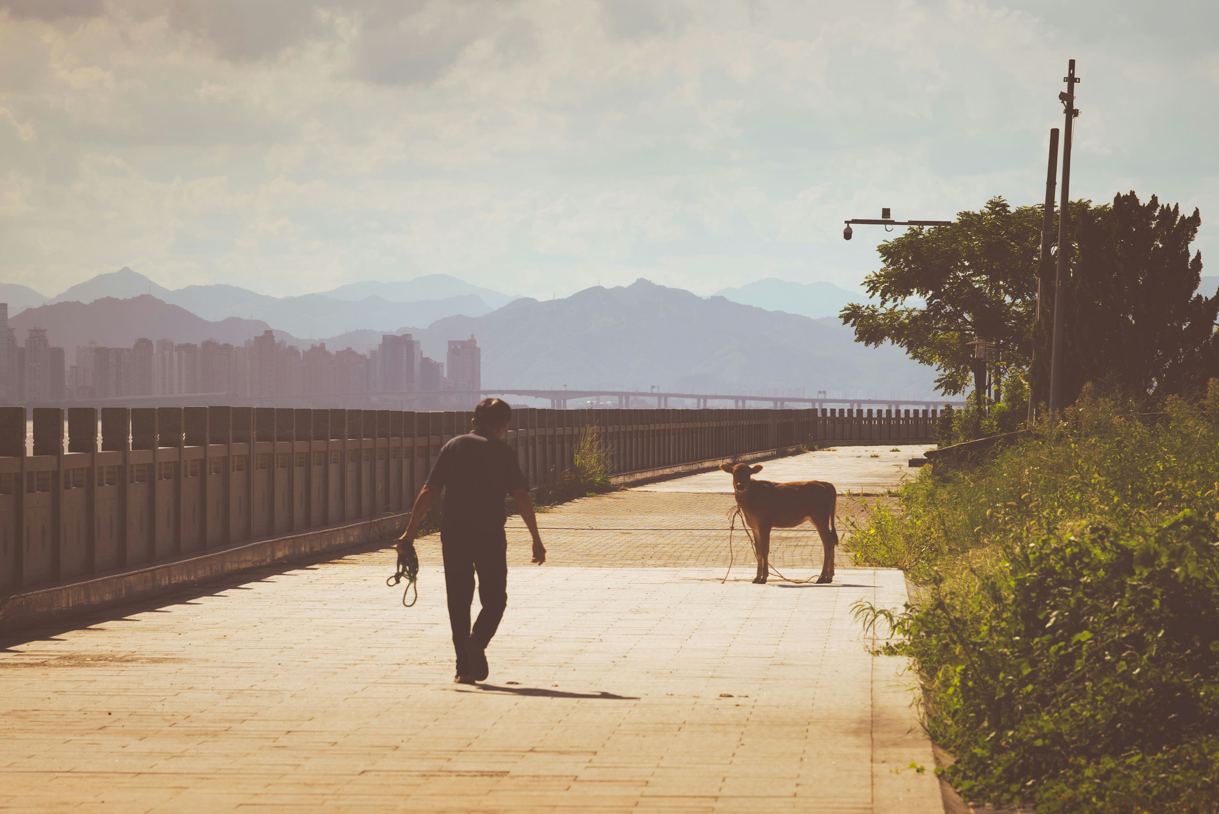 Lonely Promenade: A Walker and a Dog Along a Distant Horizon