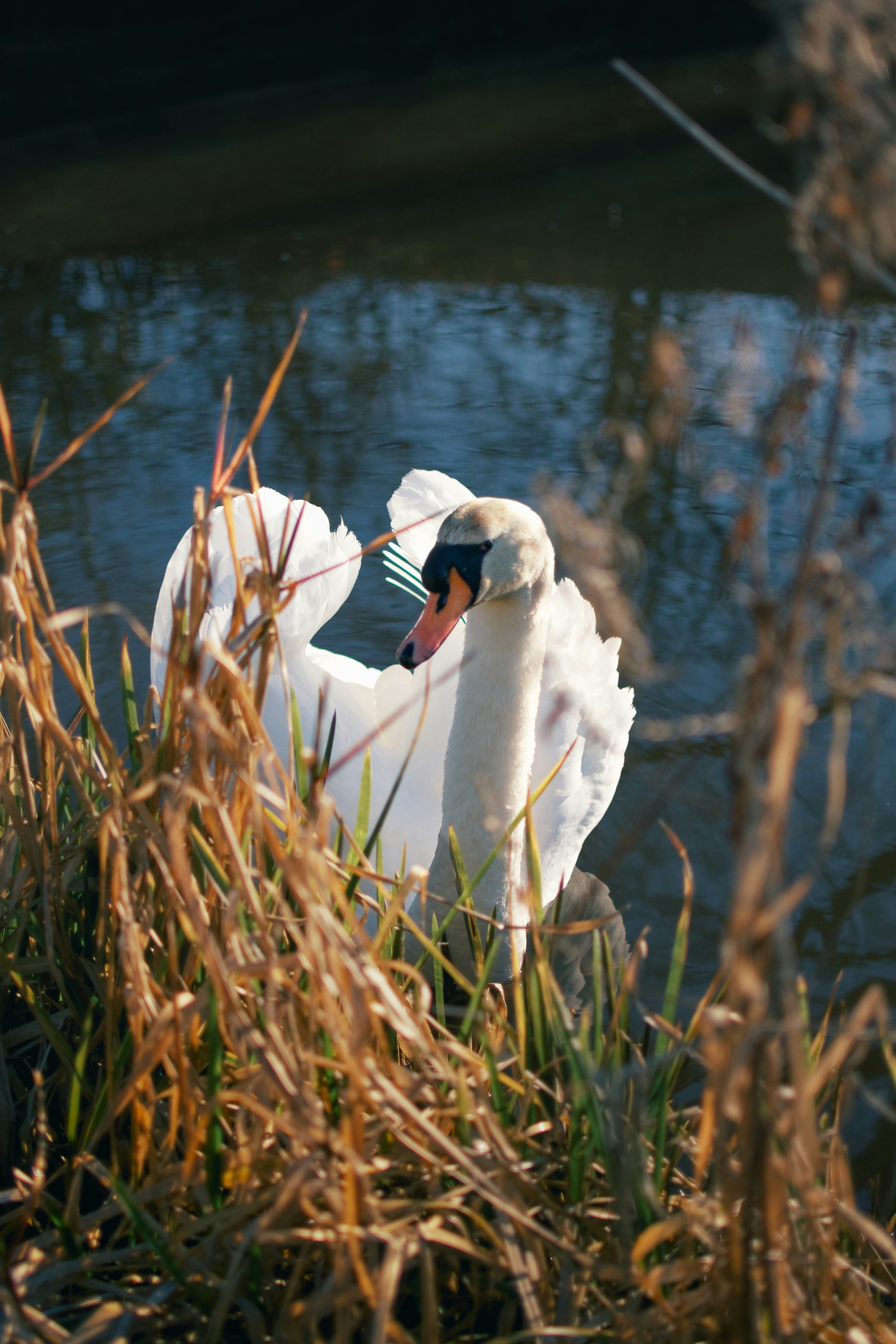 Grace Among Reeds: A Swan in Quiet Light