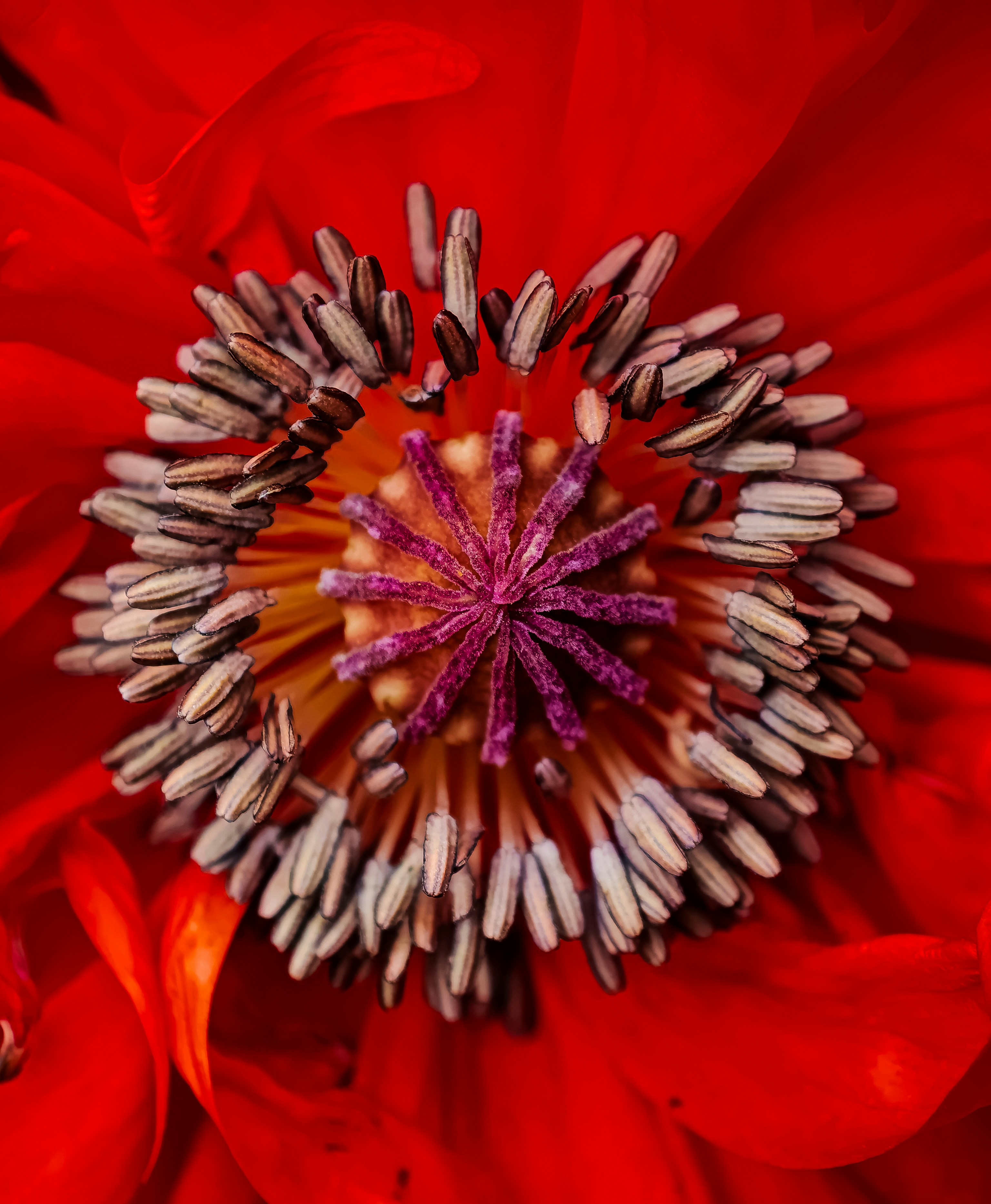 Crimson Bloom Center: A Macro Study of Poppies' Stamen Ring