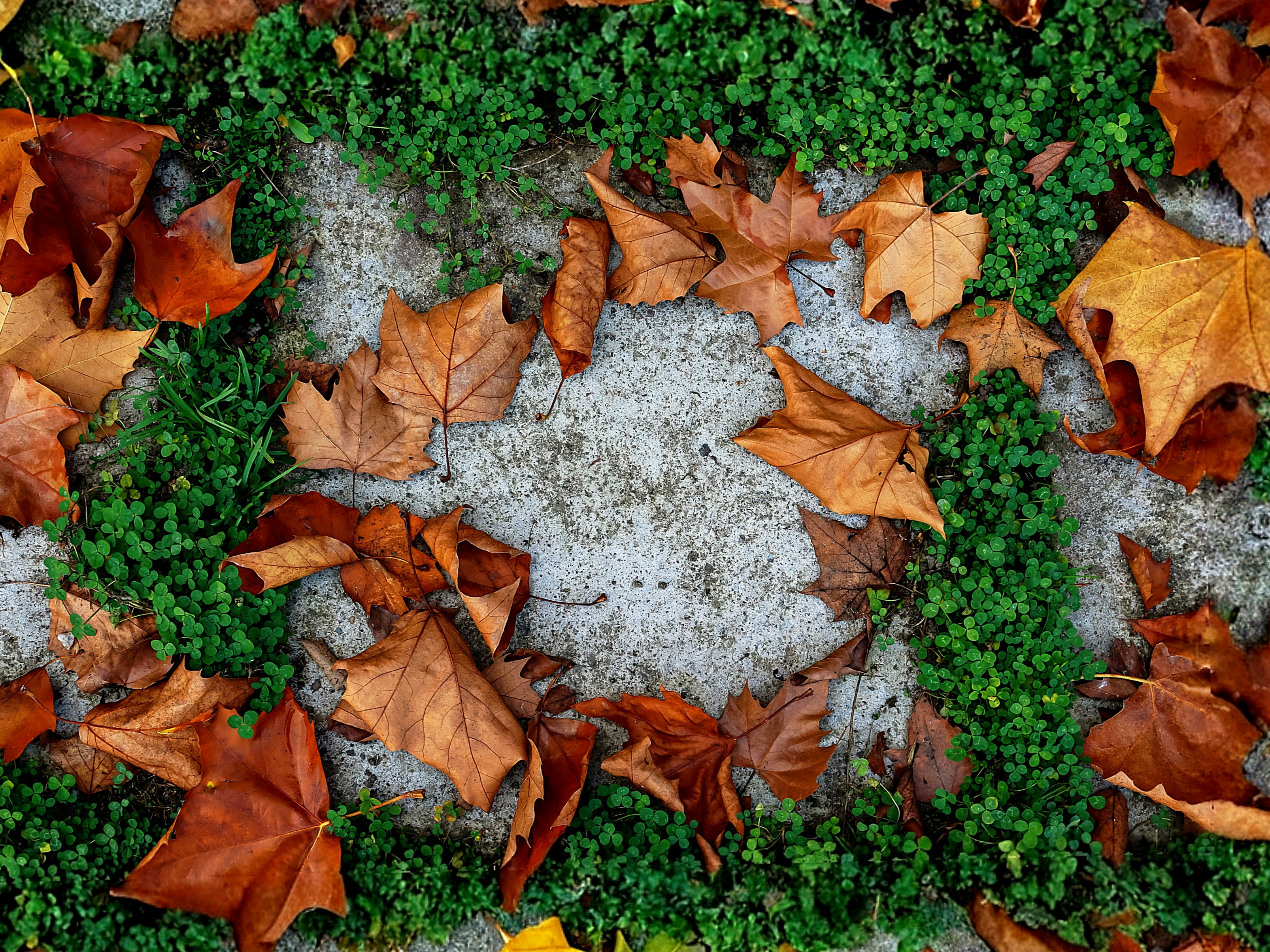 Autumn Confetti on Moss and Concrete