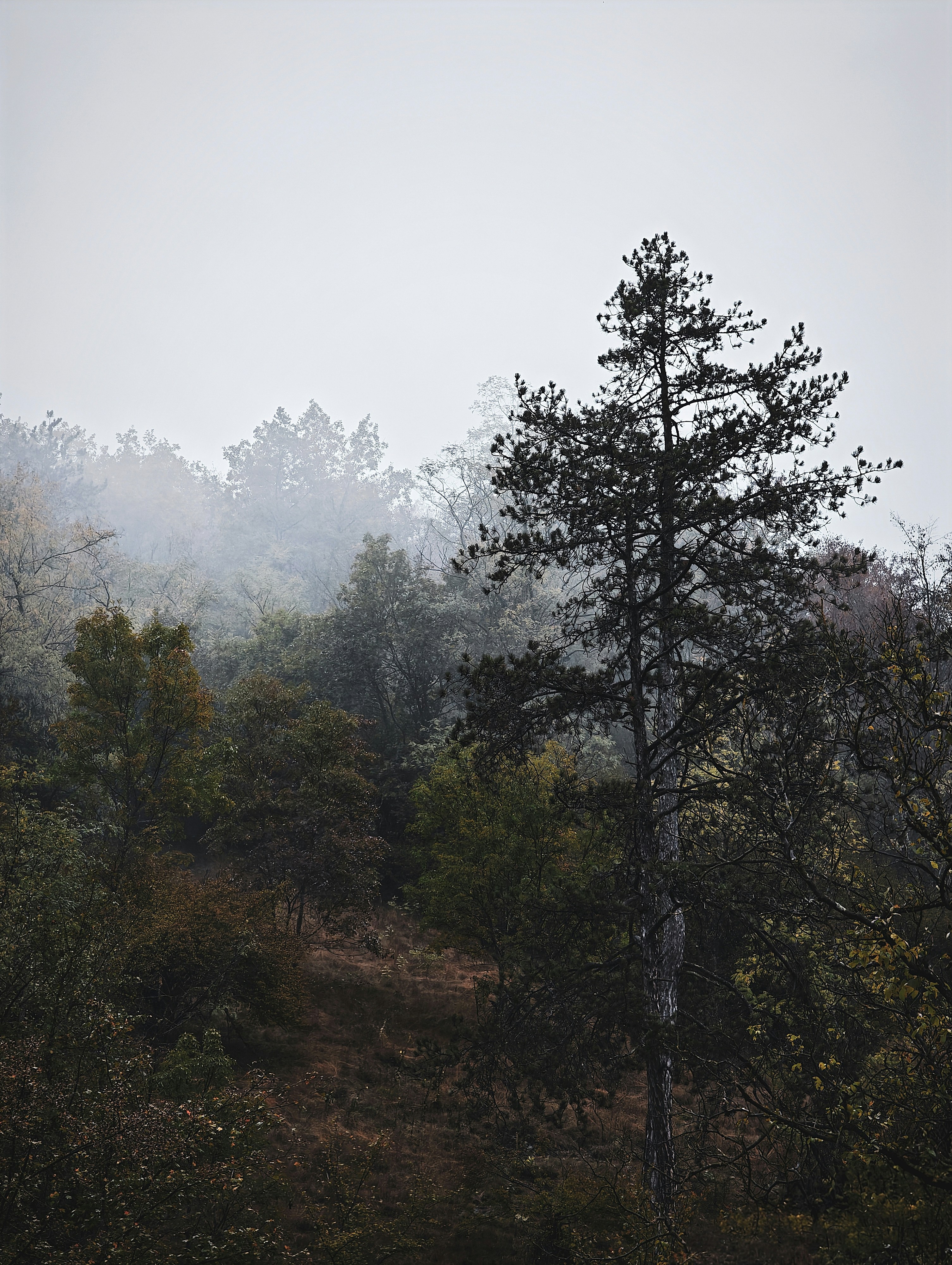 Towering Pine Presiding Over A Quiet Forest Mist