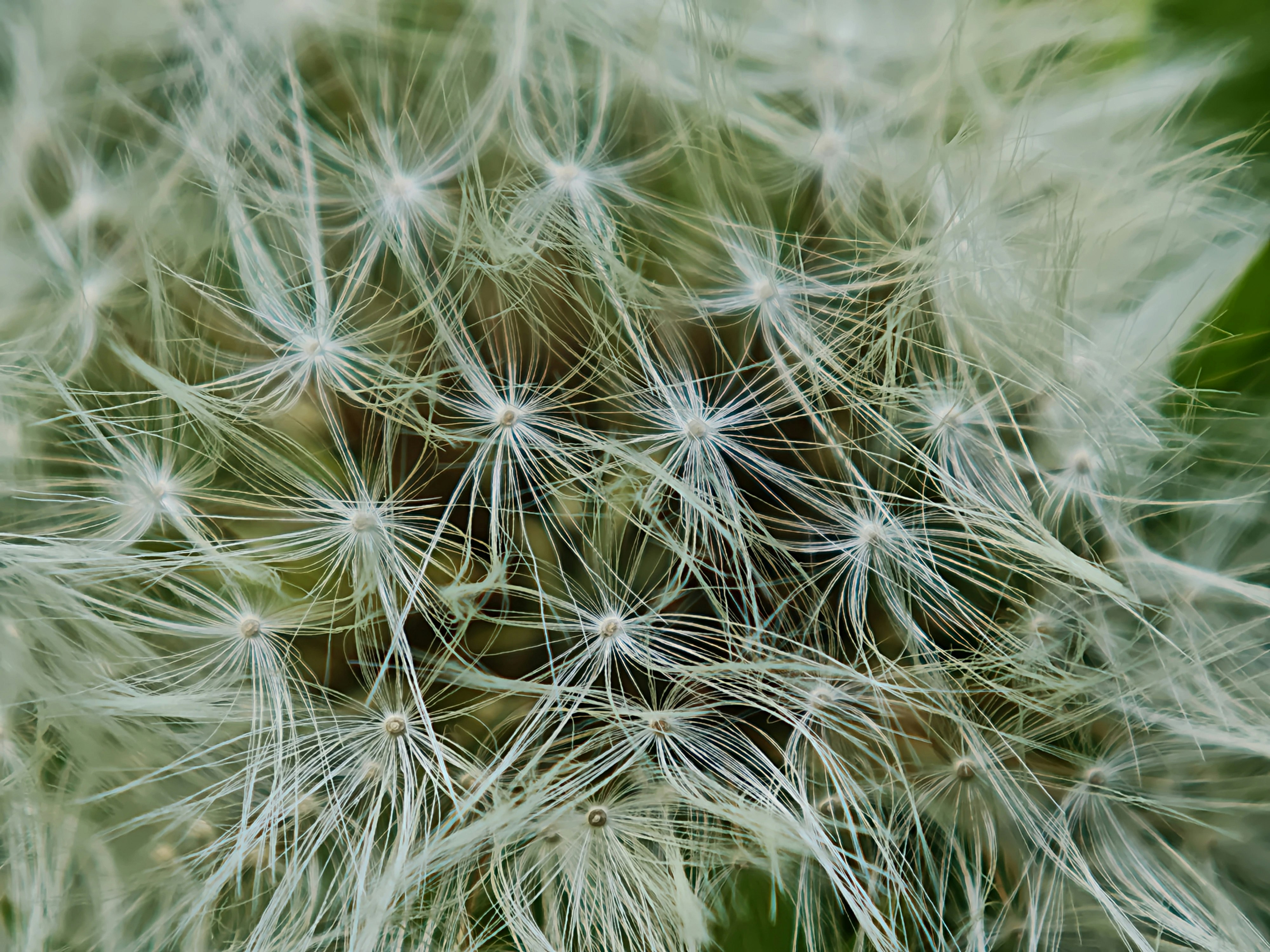 Hidden Radiance: Close-Up of a Dandelion's Delicate Seed Network
