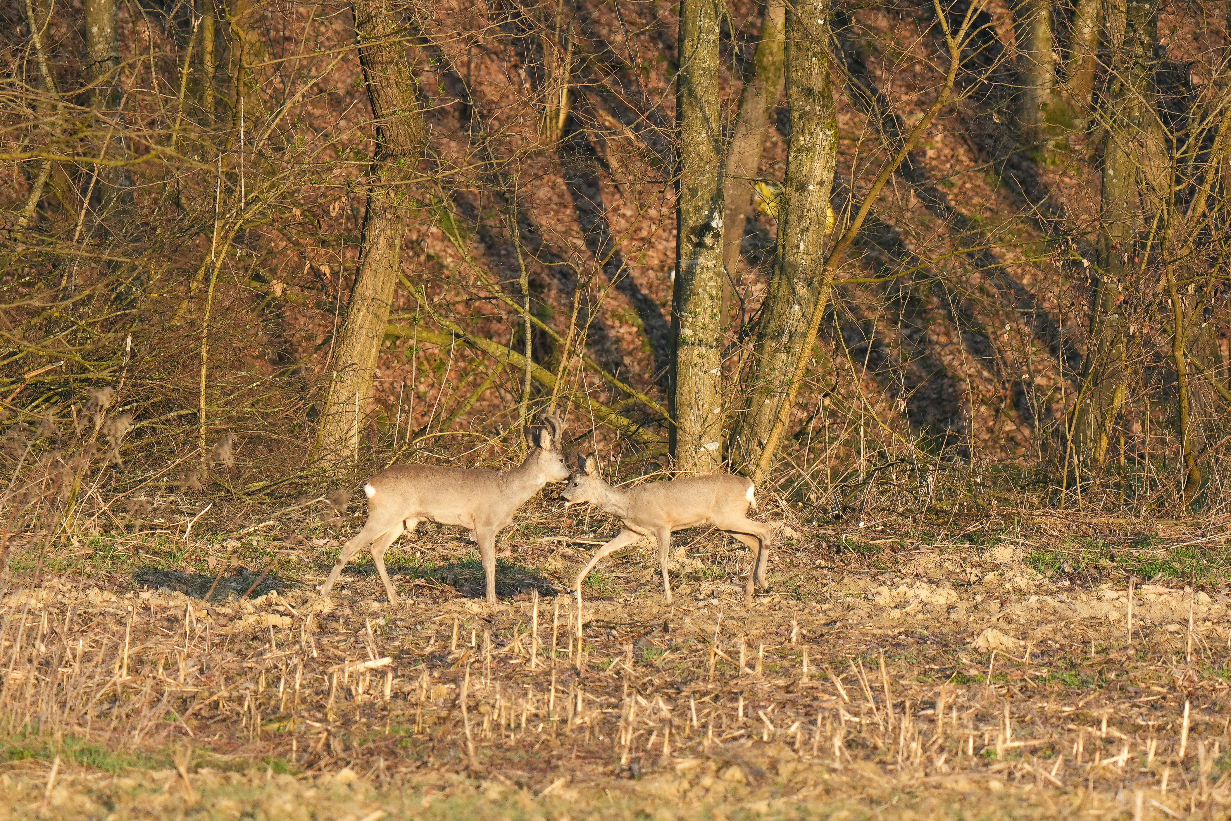 Duel in the Dappled Field: Two Deer in late-day Glow
