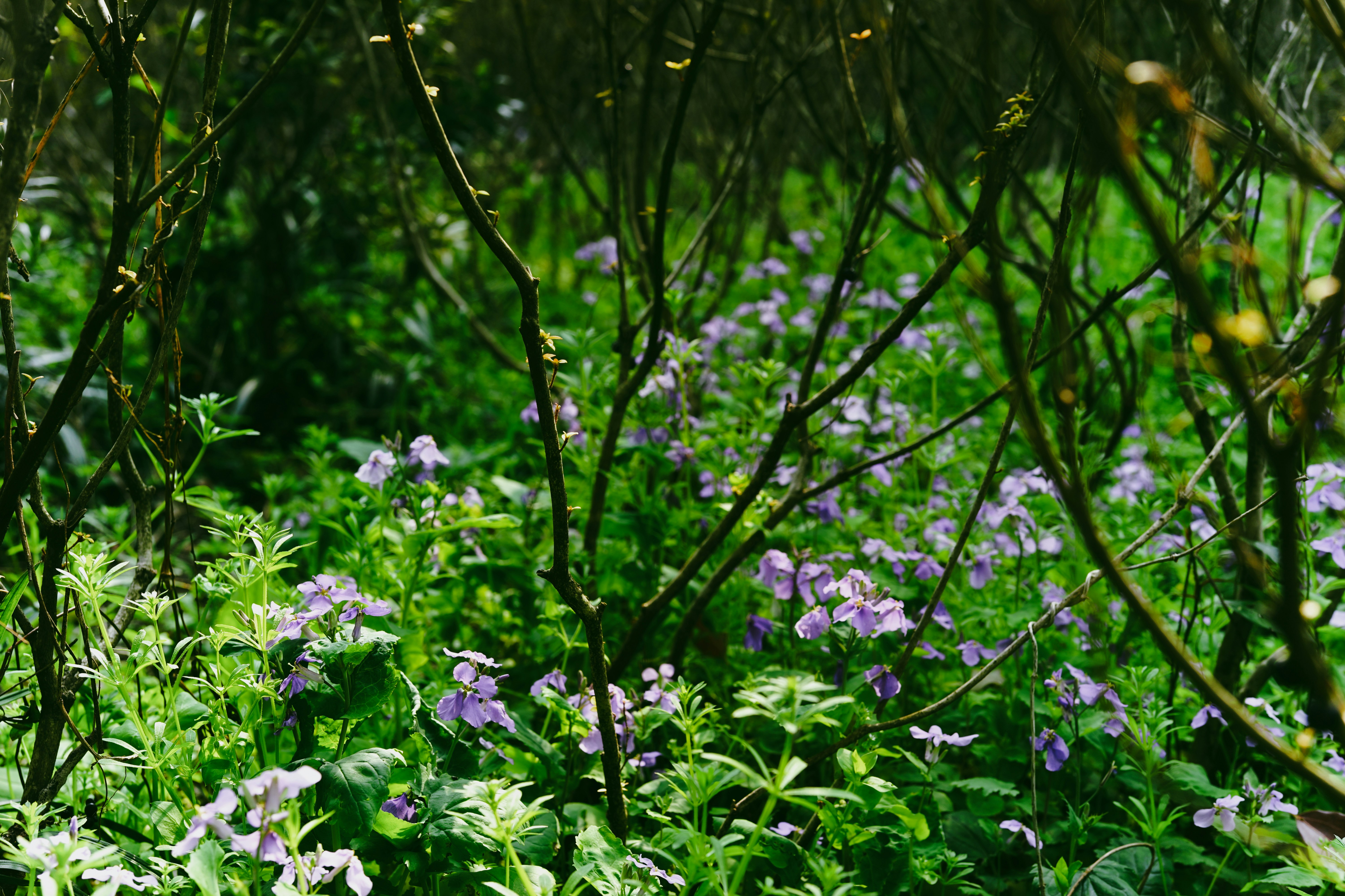 Purple wildflowers weave a sunlit understory in a green thicket