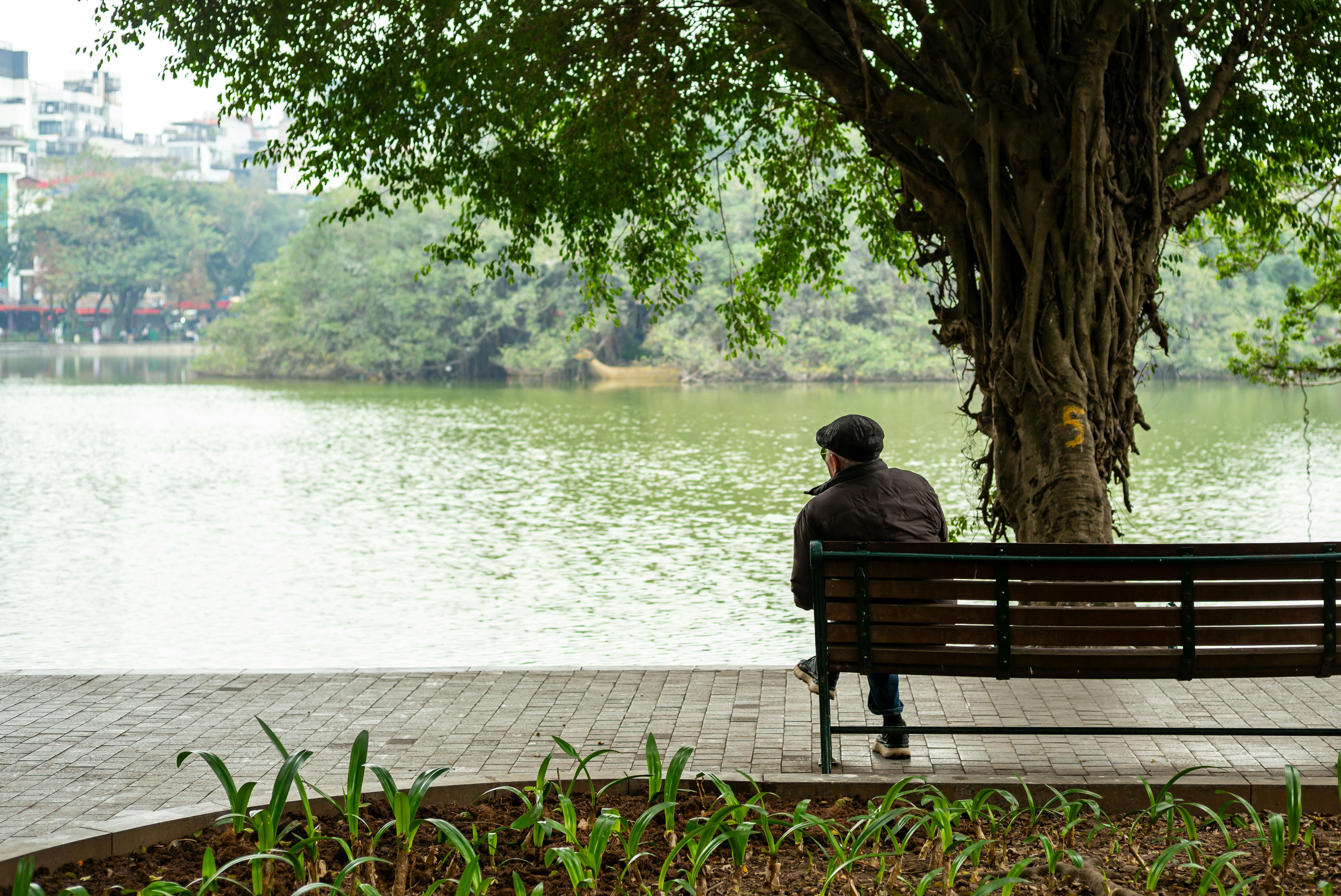 Solitary Gaze by the Riverside Arbor