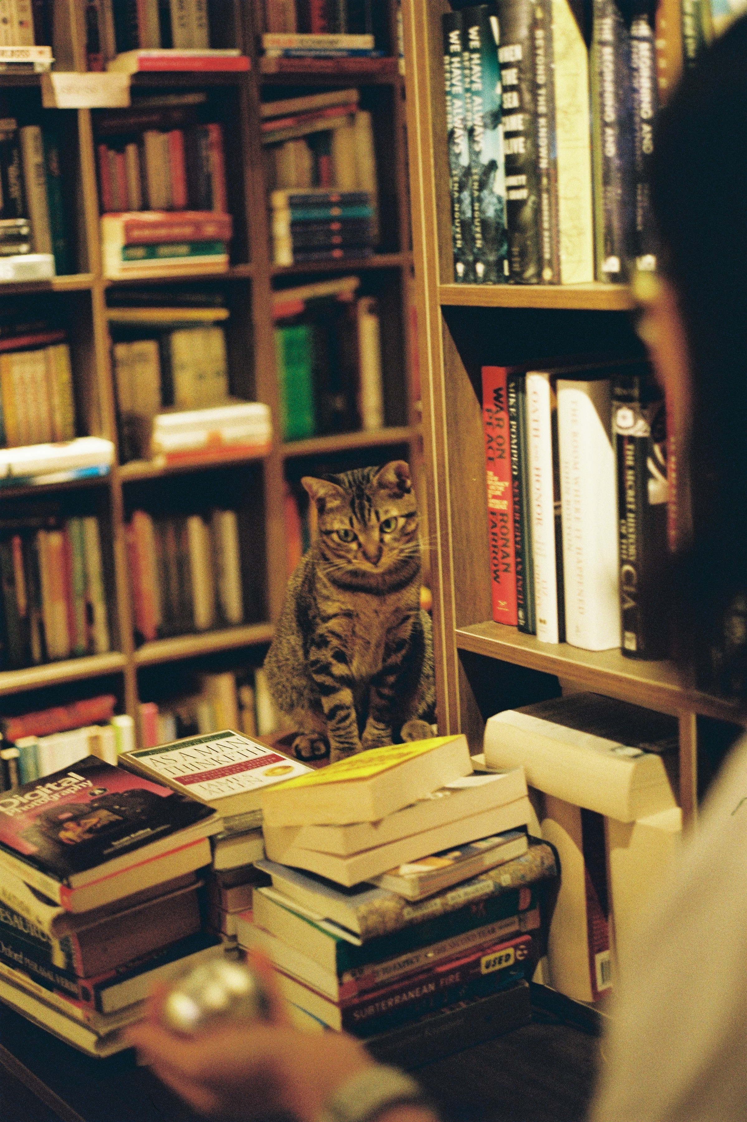 A tabby cat sits on books in a library. photo – Free Animal Image on ...