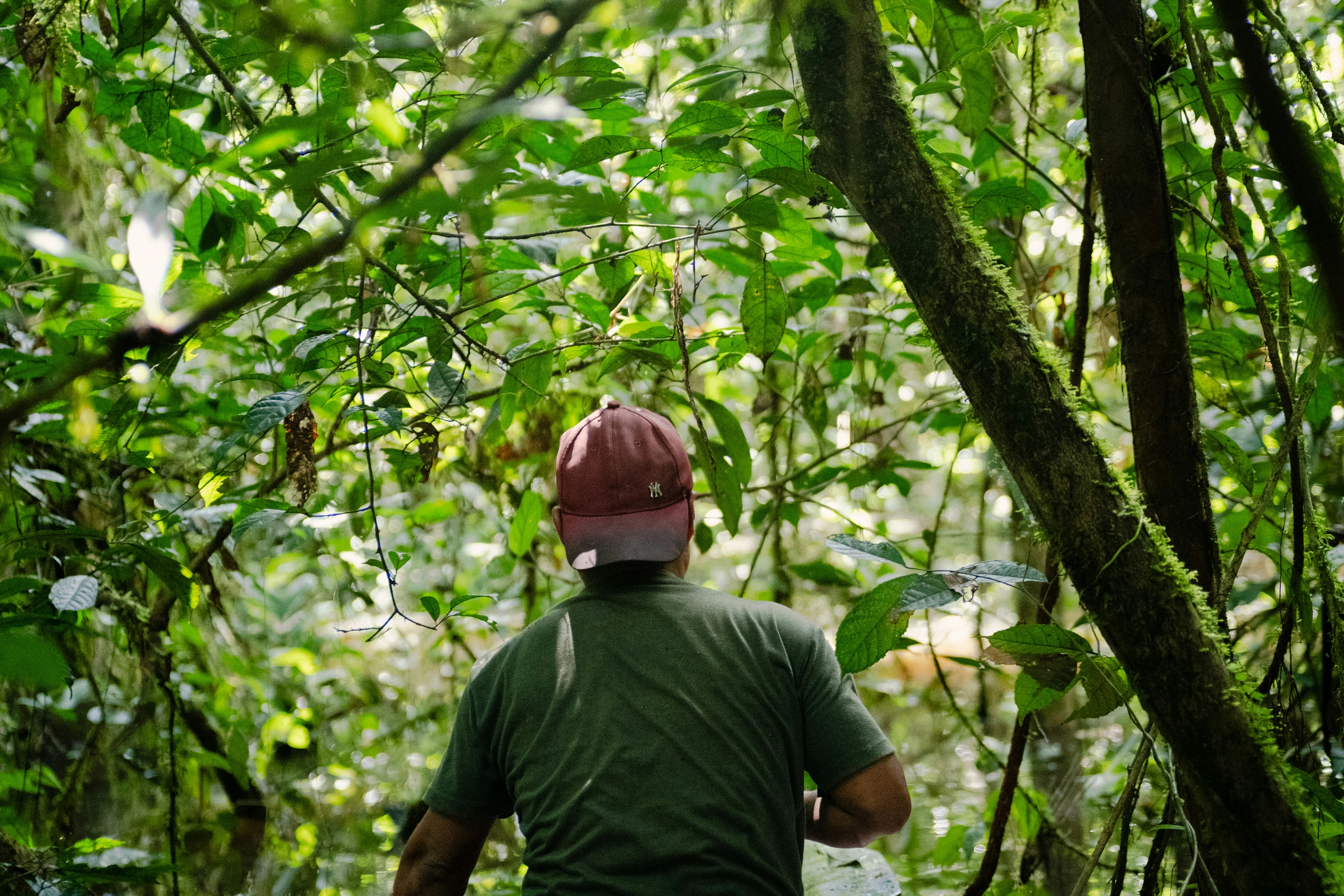 Path Through the Green Corridor