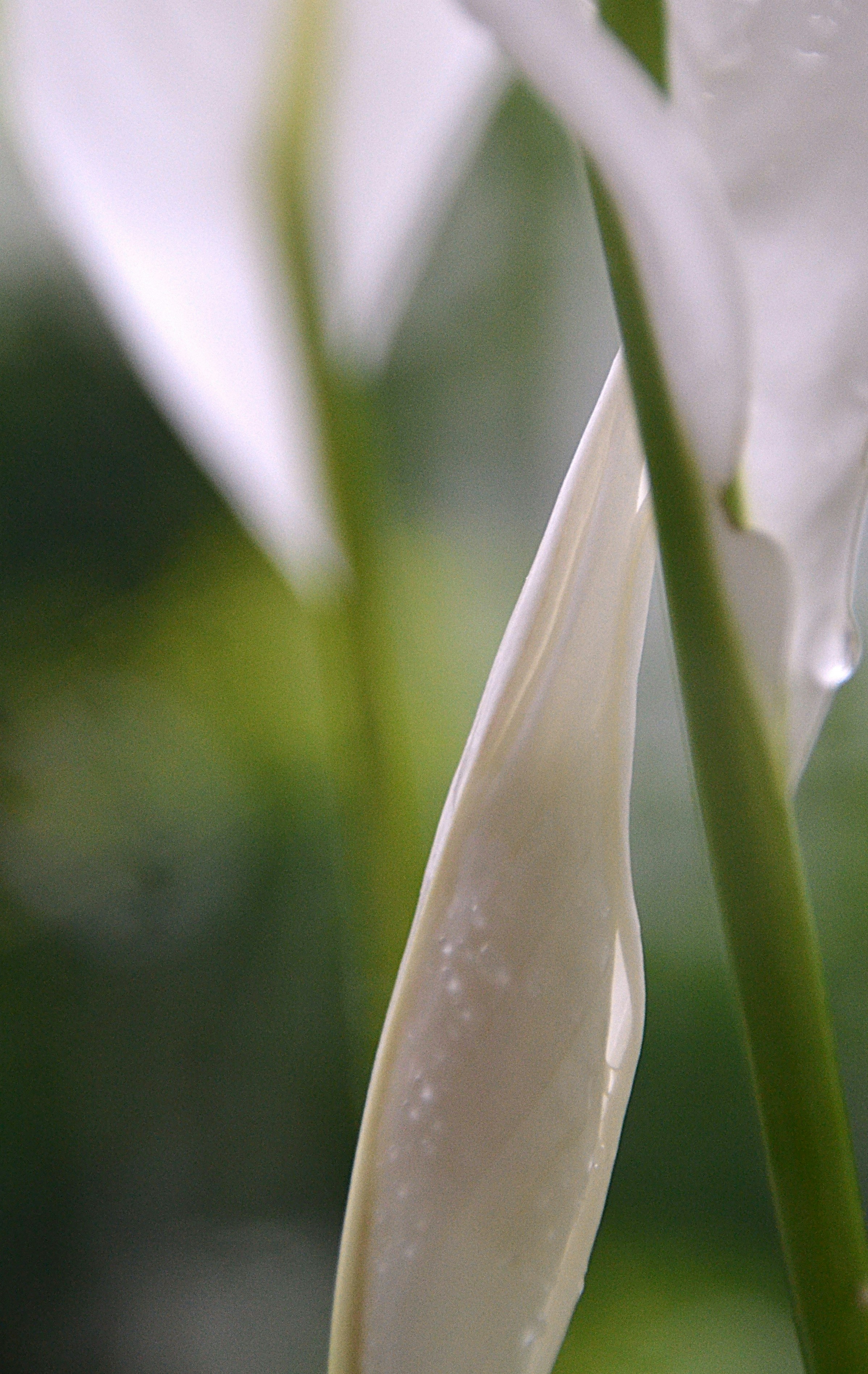 Close-up of a white flower petal and stem with soft bokeh