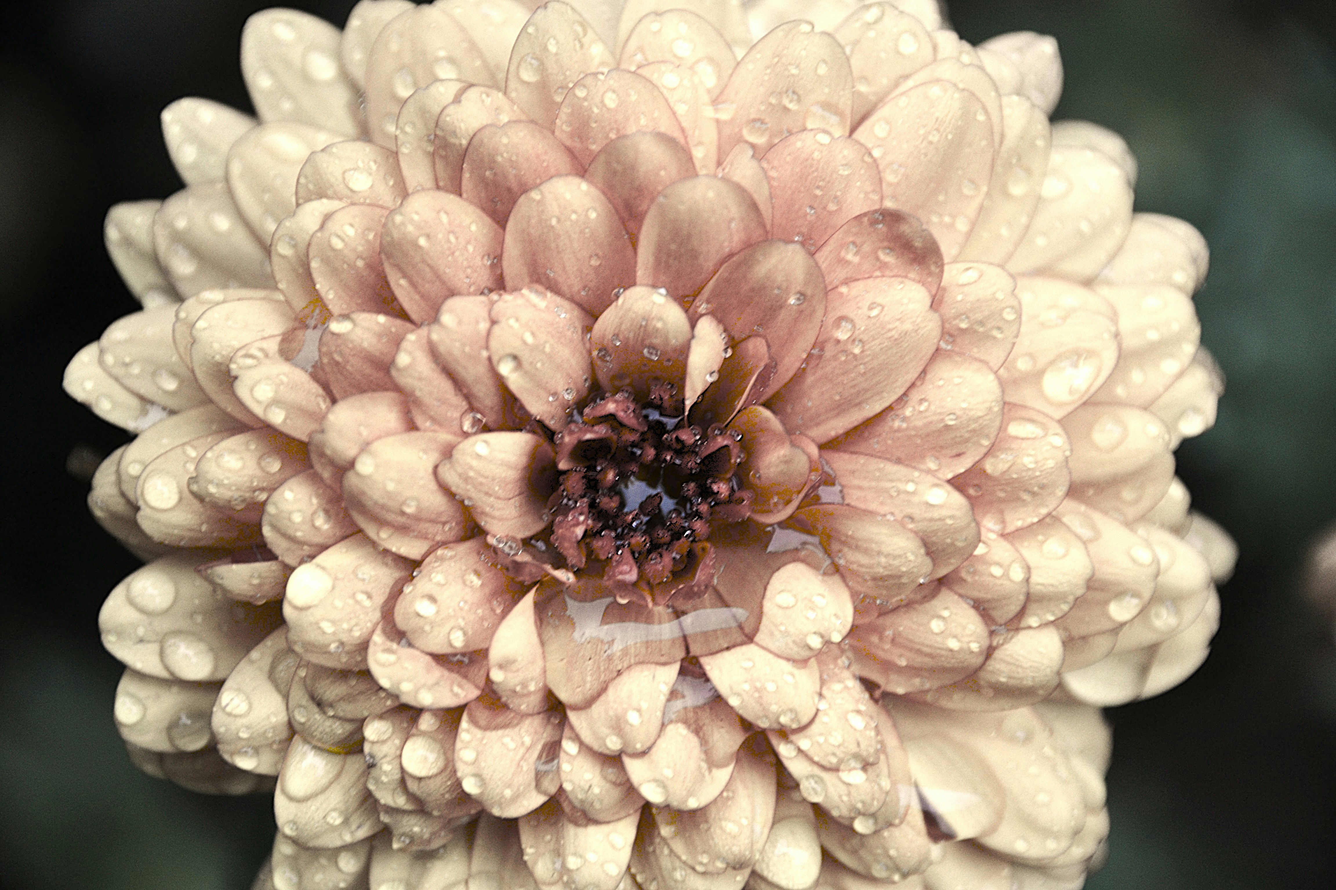 Dew-kissed Blossom: Soft Peach Petals in Focus