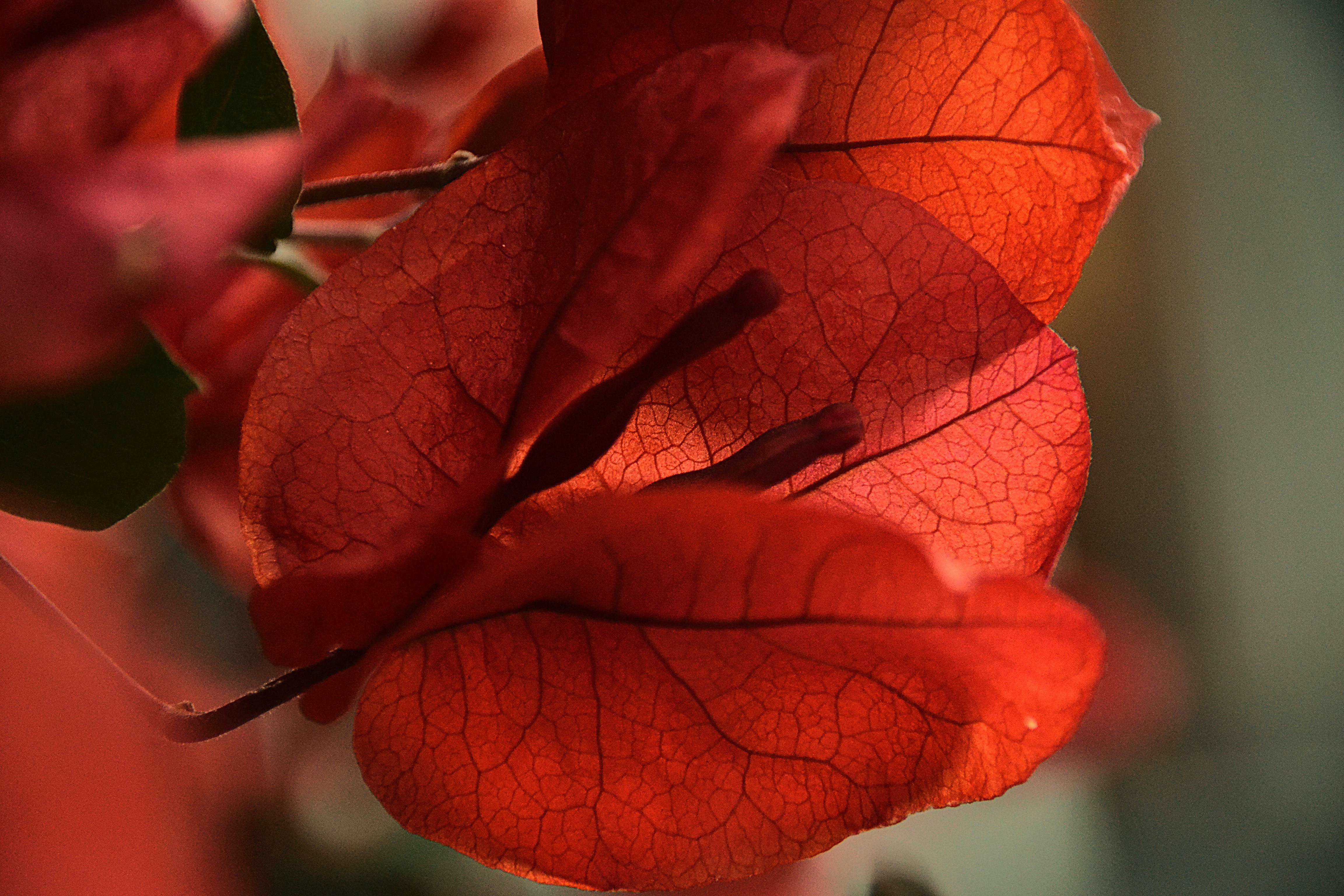 Crimson Veins: A Close-Up of Petal Anatomy in Warm Light