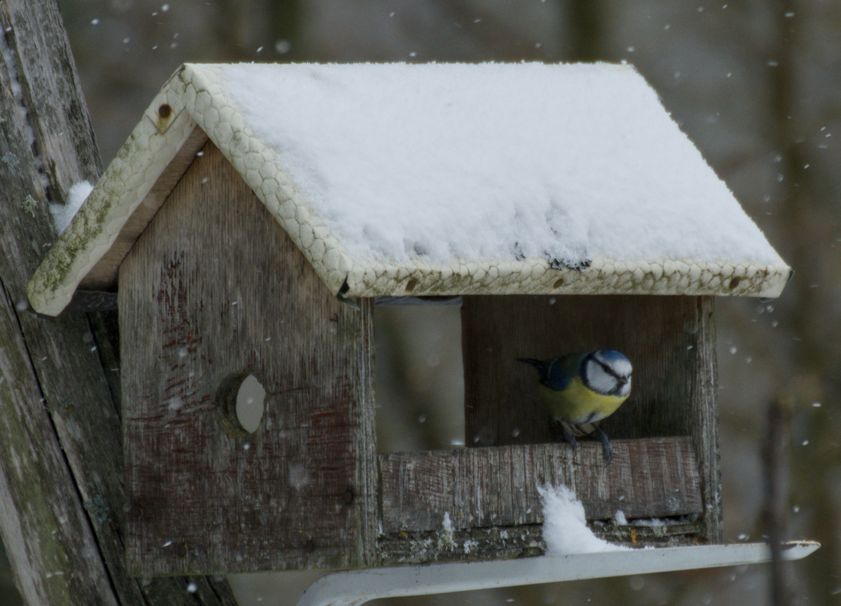 Yellow-hooded Chickadee Finds Winter Lunch at a Snow-Capped Feeder