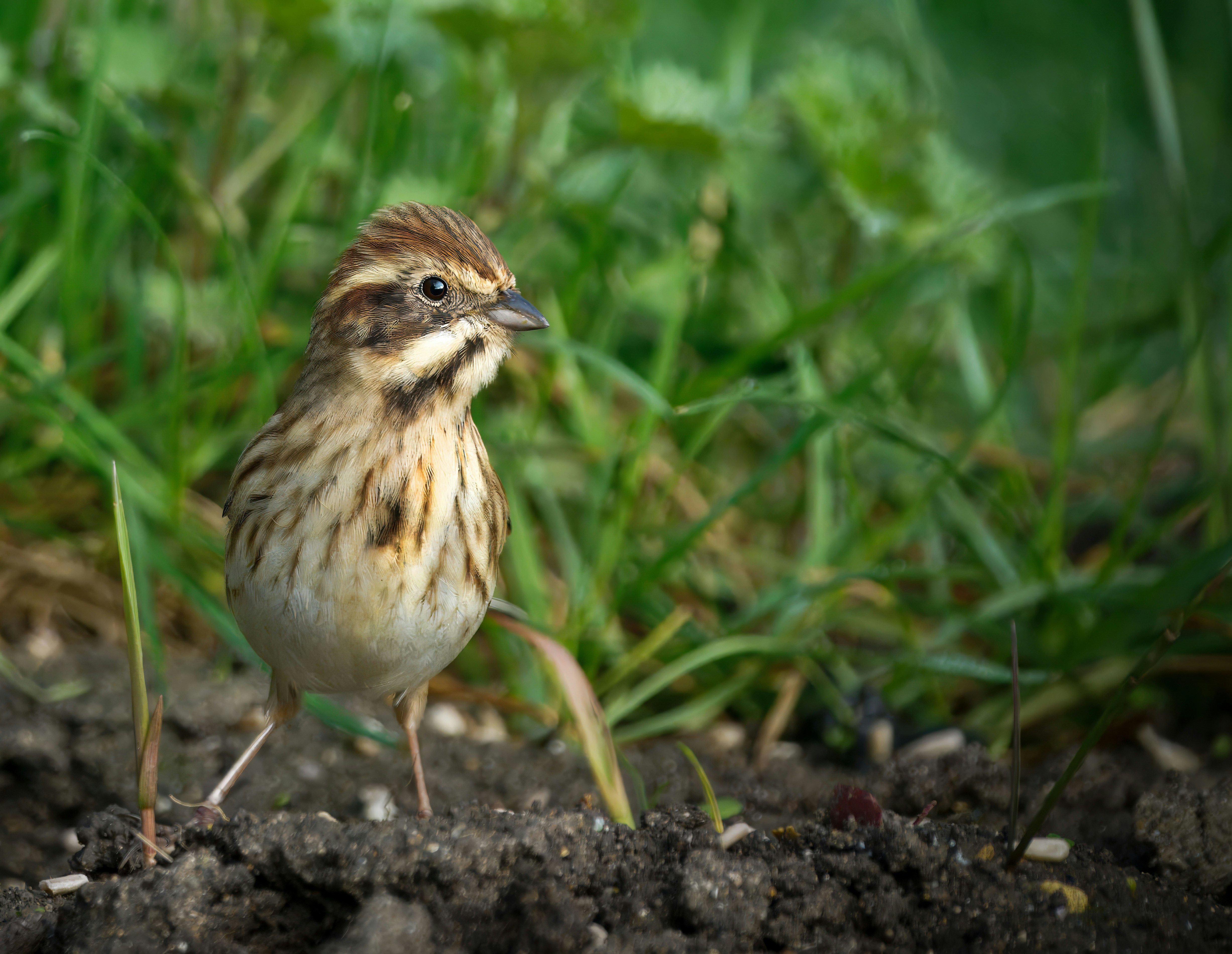 Grounded Songbird Amid Fresh Soil and Spring Grass