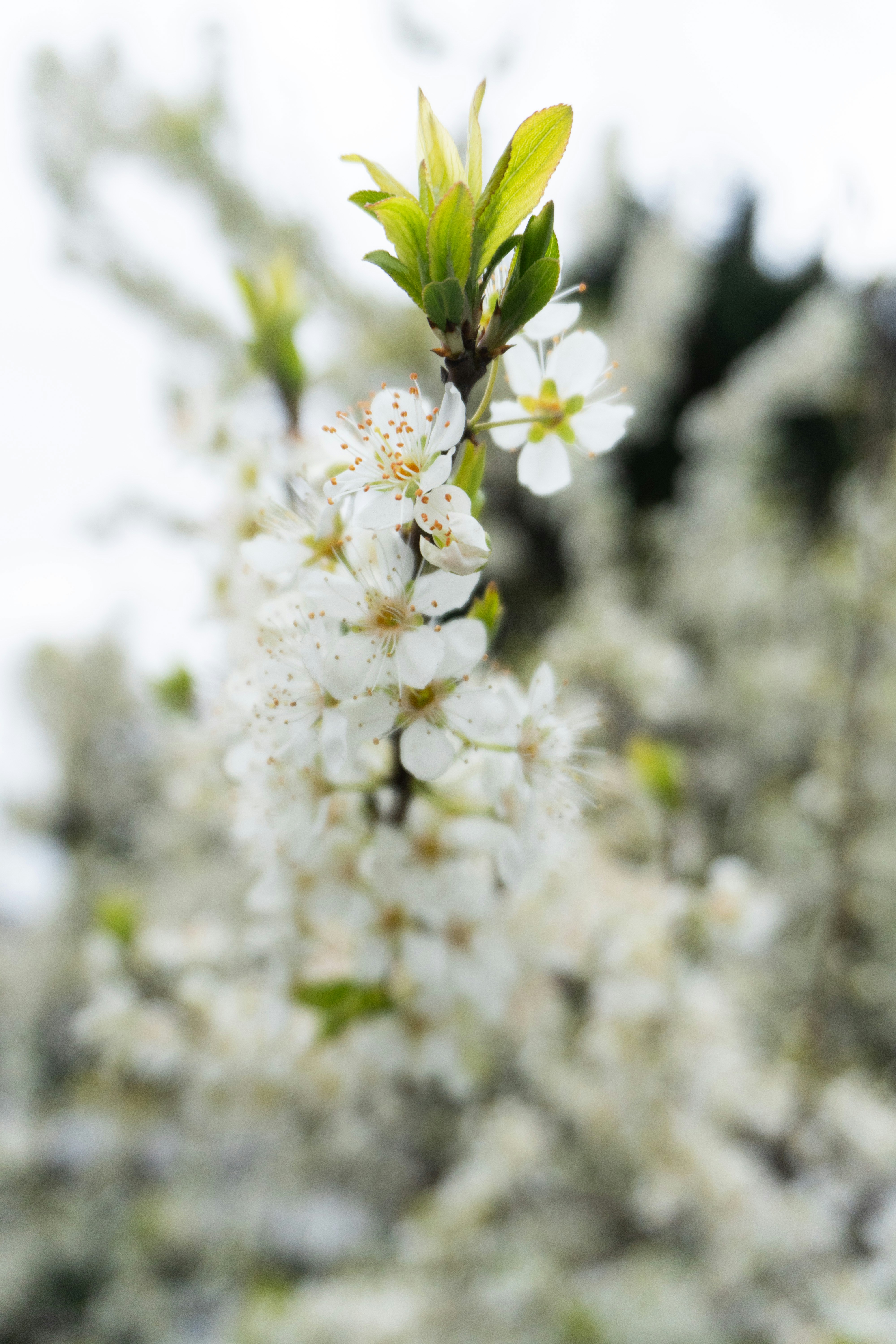 Blossom Cascade: A Close-Up of White Petals in Spring Light