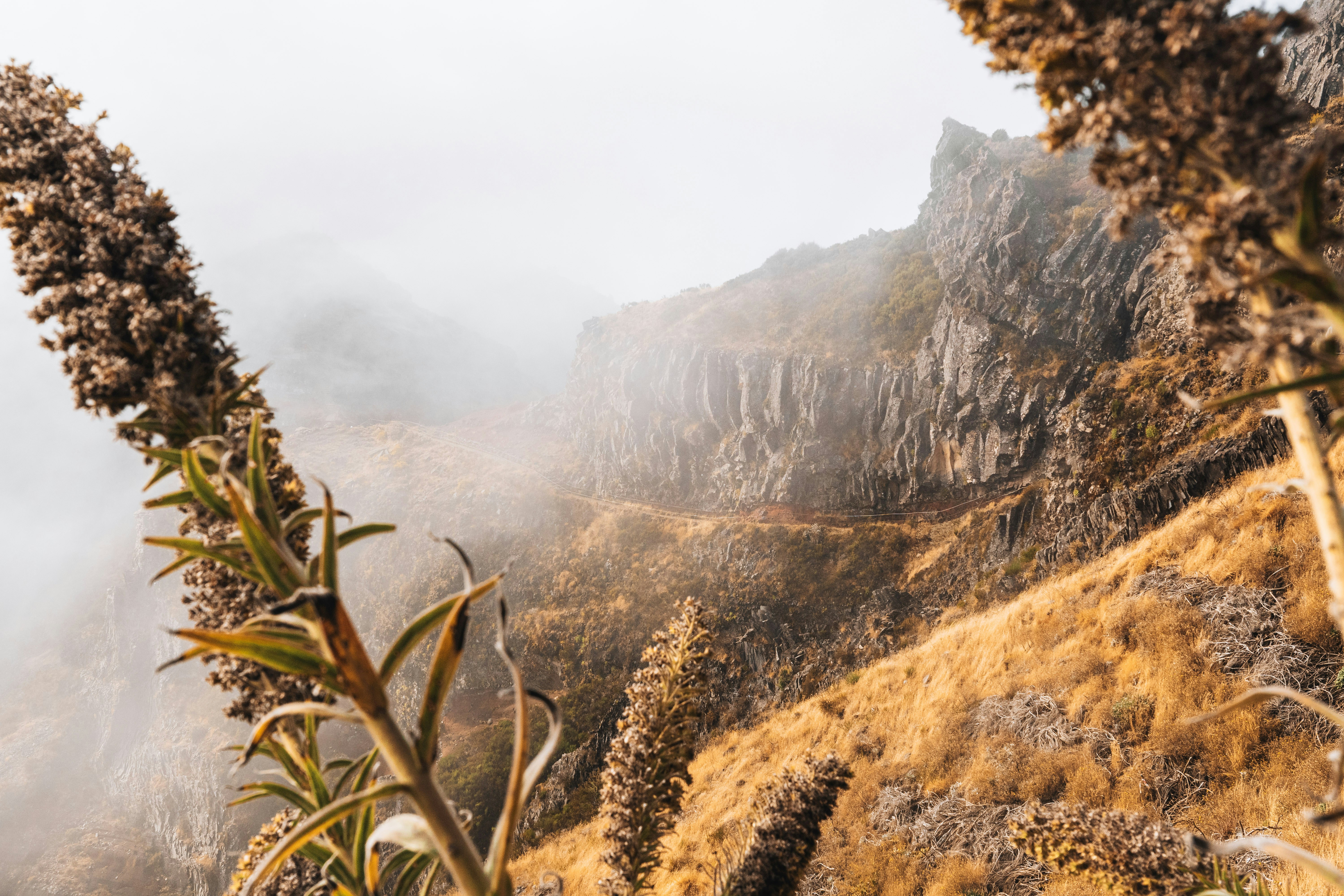 Misty Cliffs and Prairie Flowers: A Quiet Mountain Moment