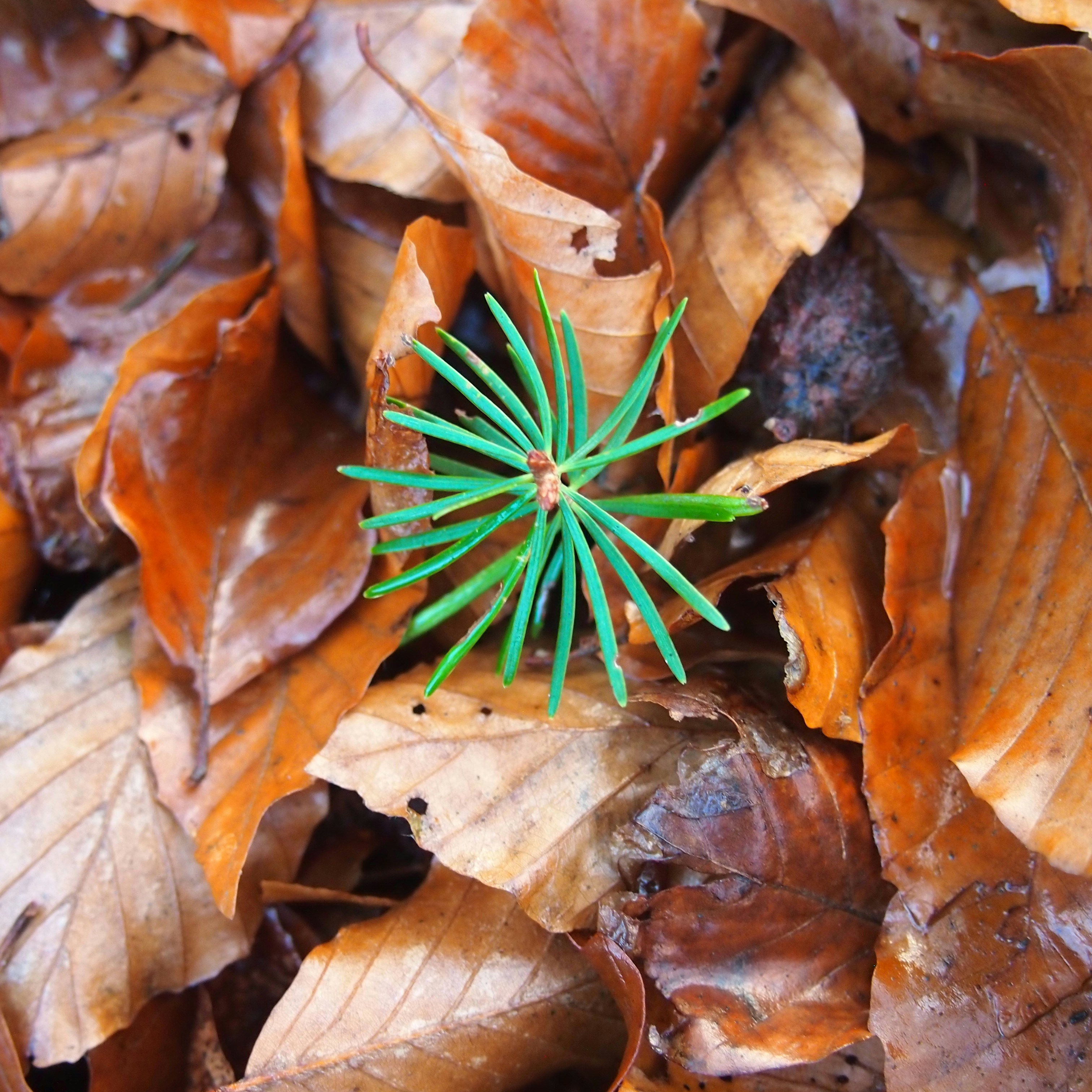 A single green pine seedling among autumn leaves