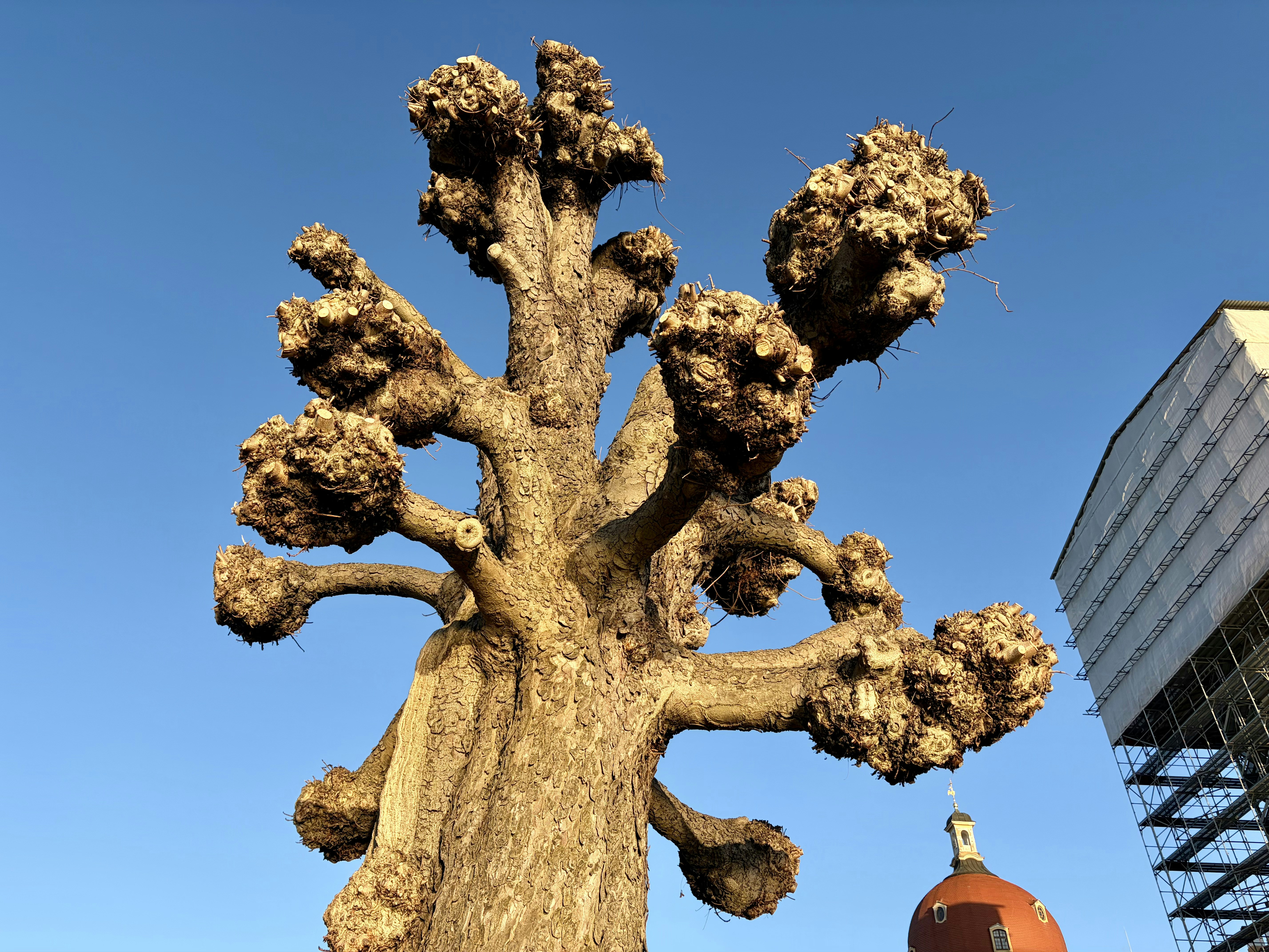 Pruned Giant: A Sculptural Tree Reaches Toward a Clear Sky