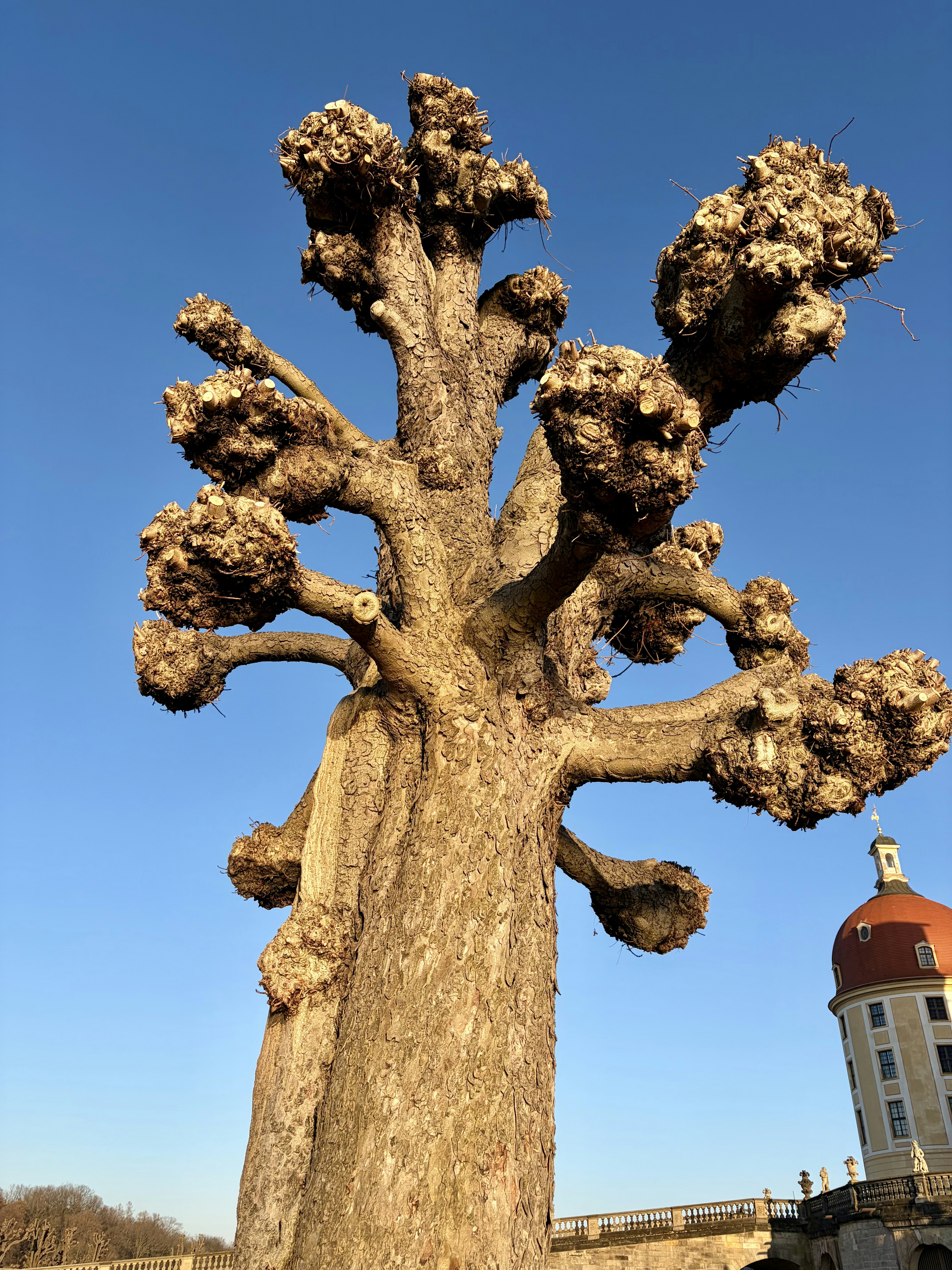 Ancient Knurled Tree Reaching Toward a Clear Sky