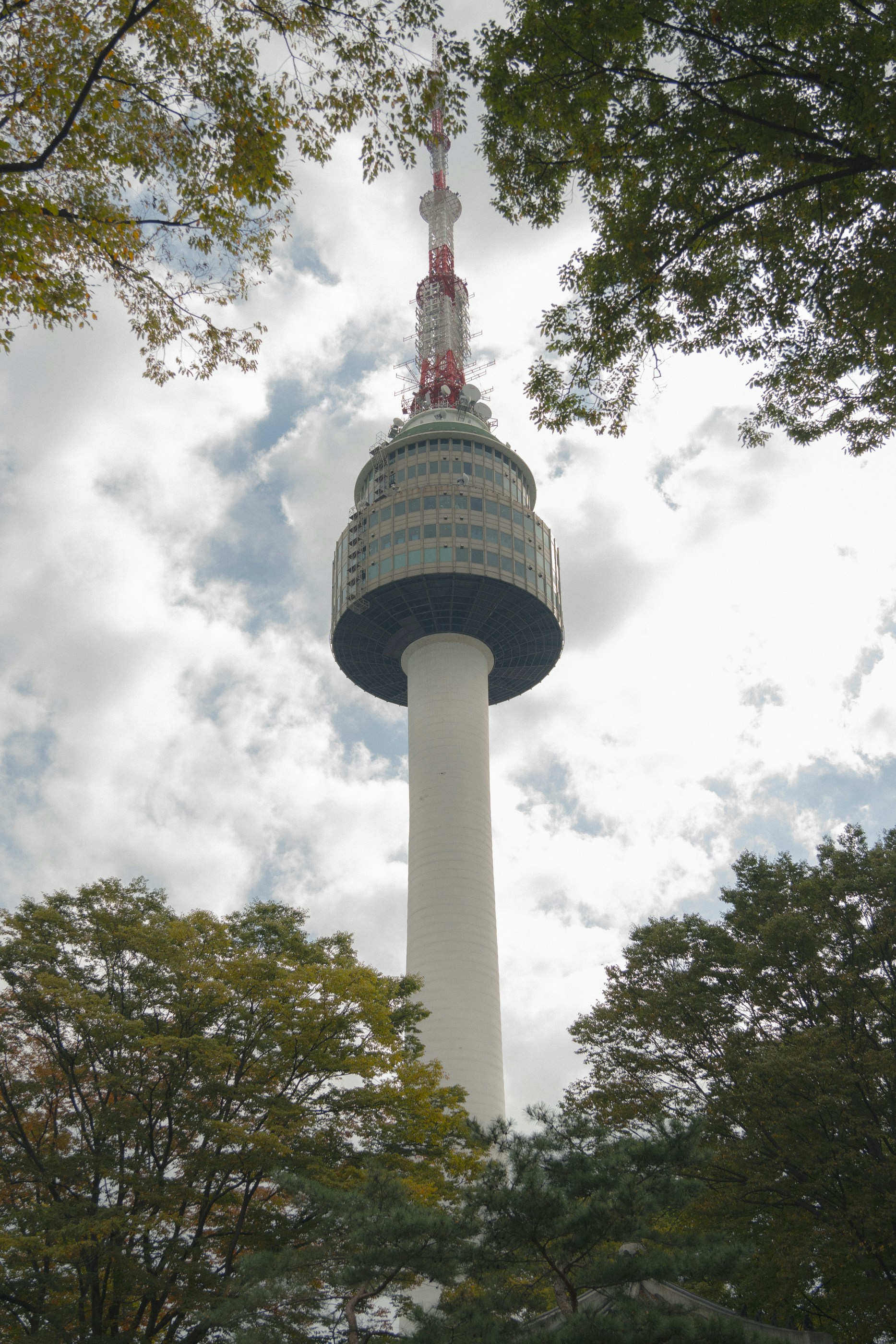 City Tower Rising: A Sentinel Above the canopy